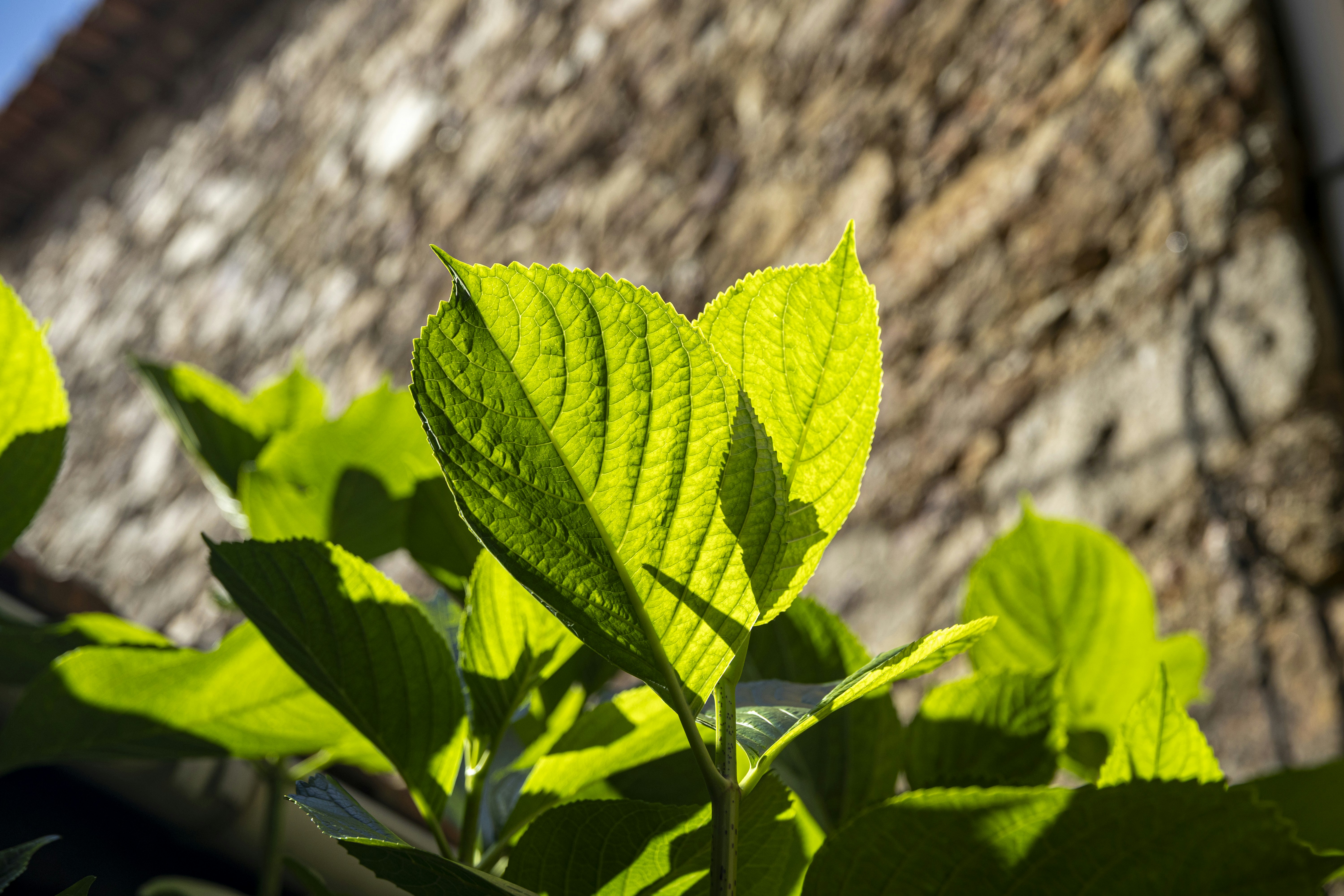 Sunlit Venation: Fresh Leaves Reaching for the Light