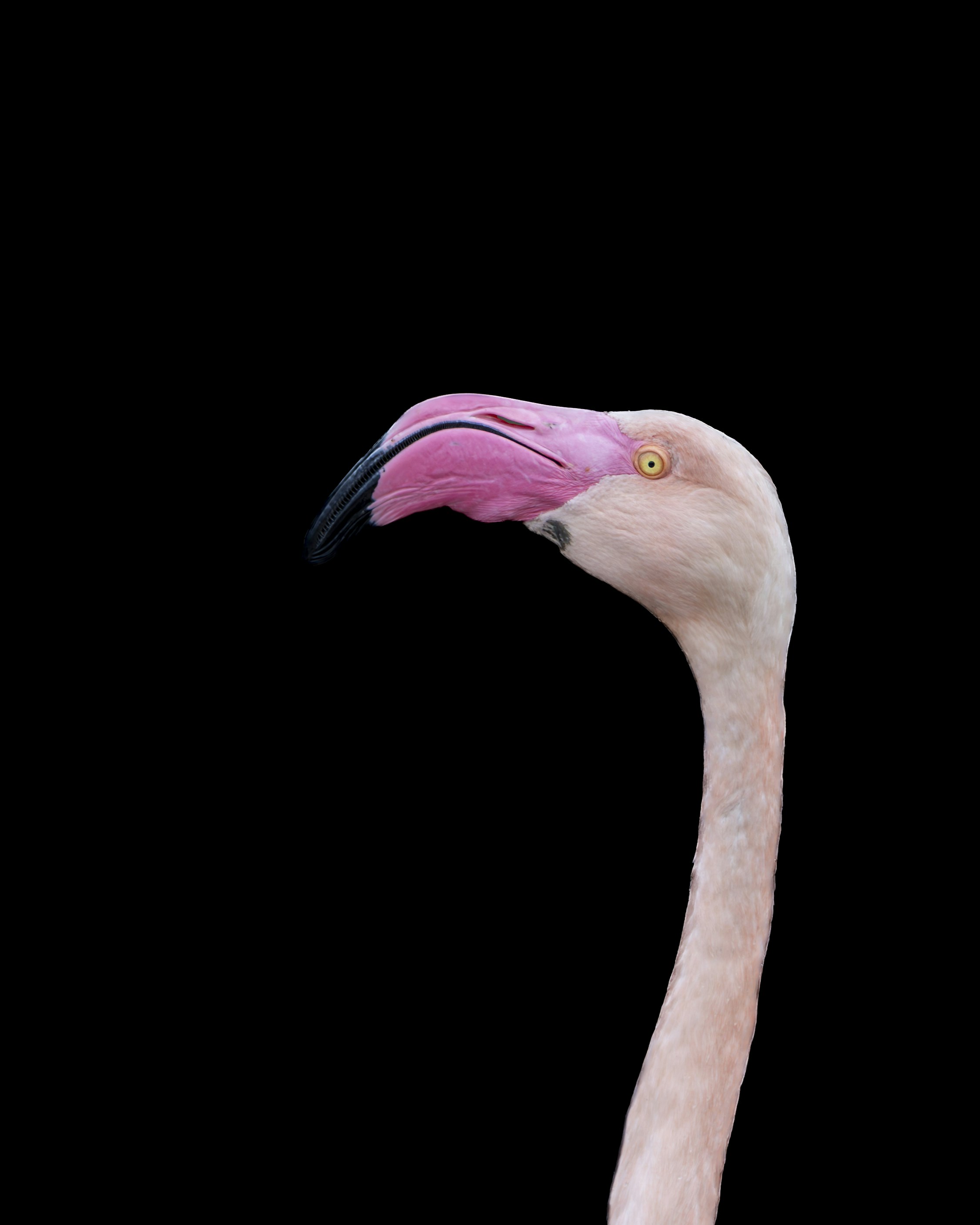 Pink Flamingo Noir: A Curved Neck Against Velvet Black