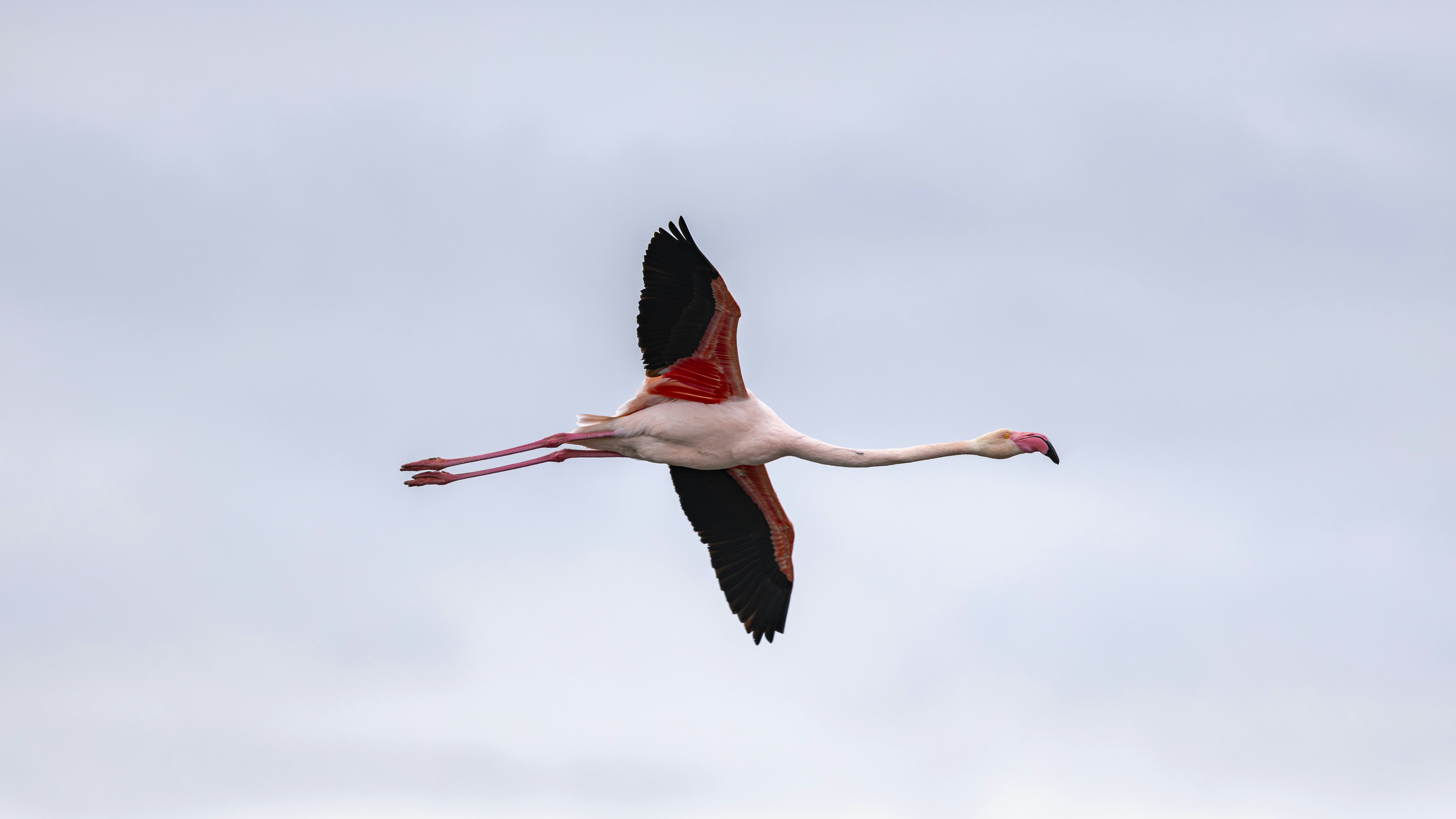 Dusk-winged Flight: Flamingo in a Quiet Sky