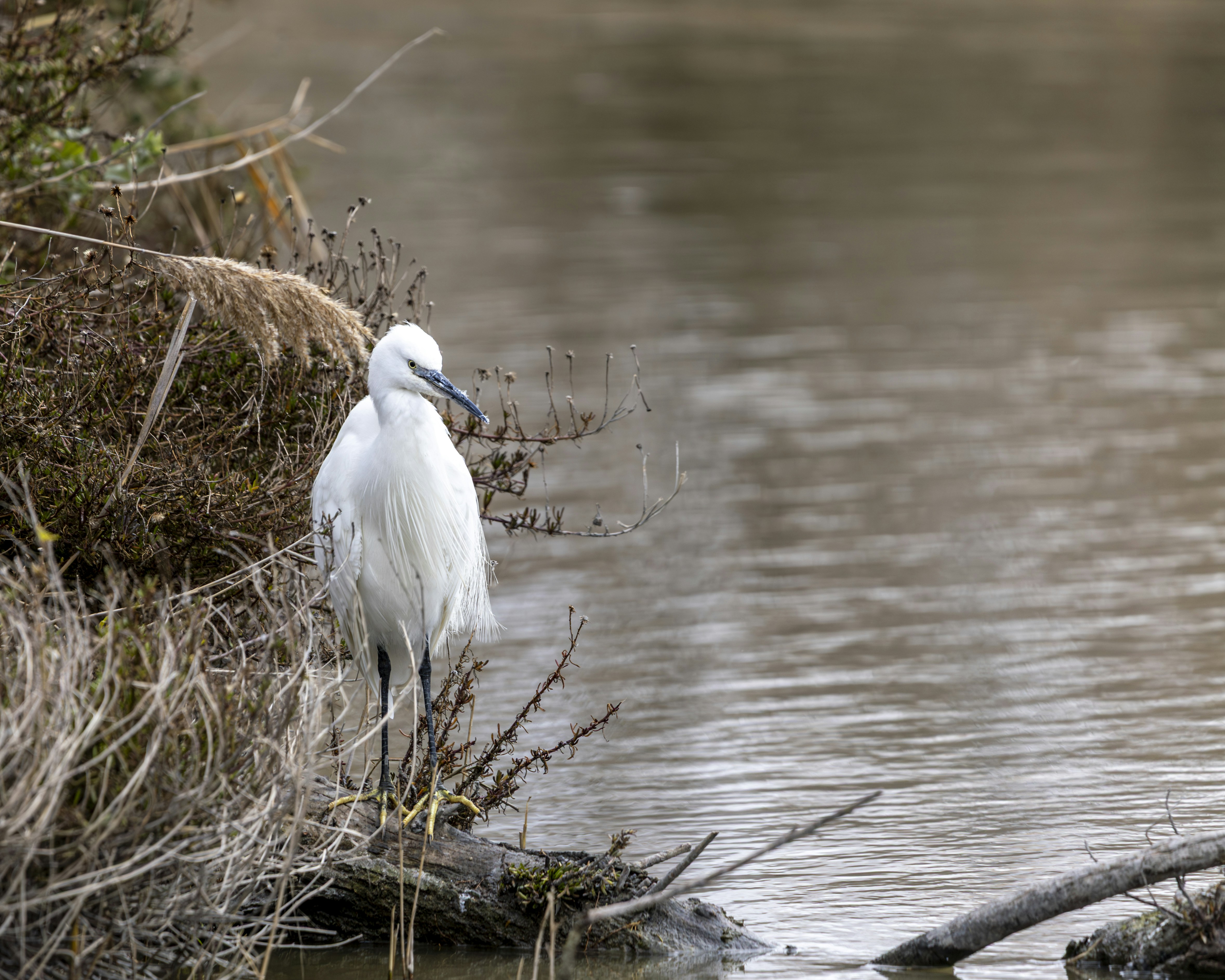 Silhouette of a White Heron by the Shoreline