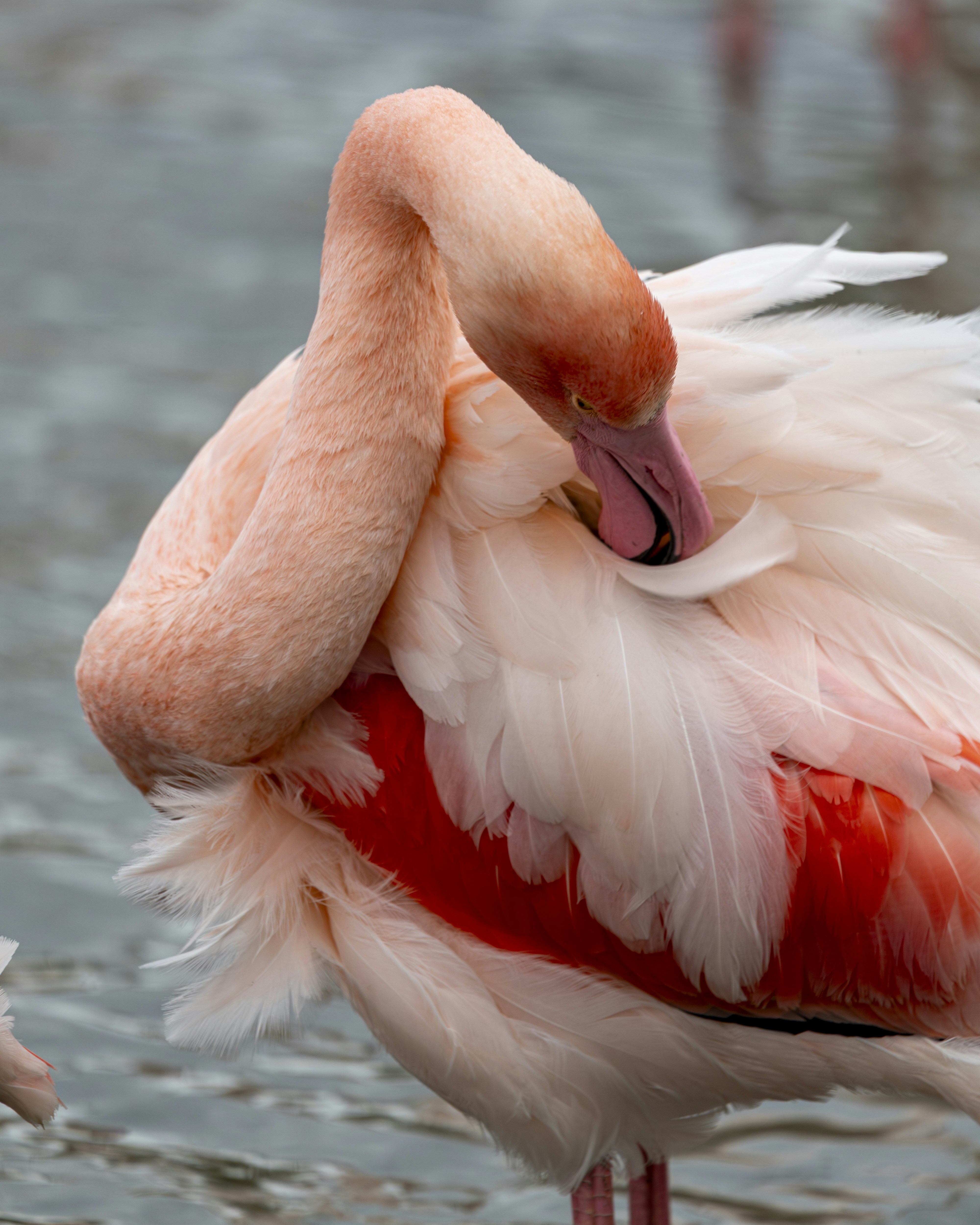 Flamingo in a Gentle Preen
