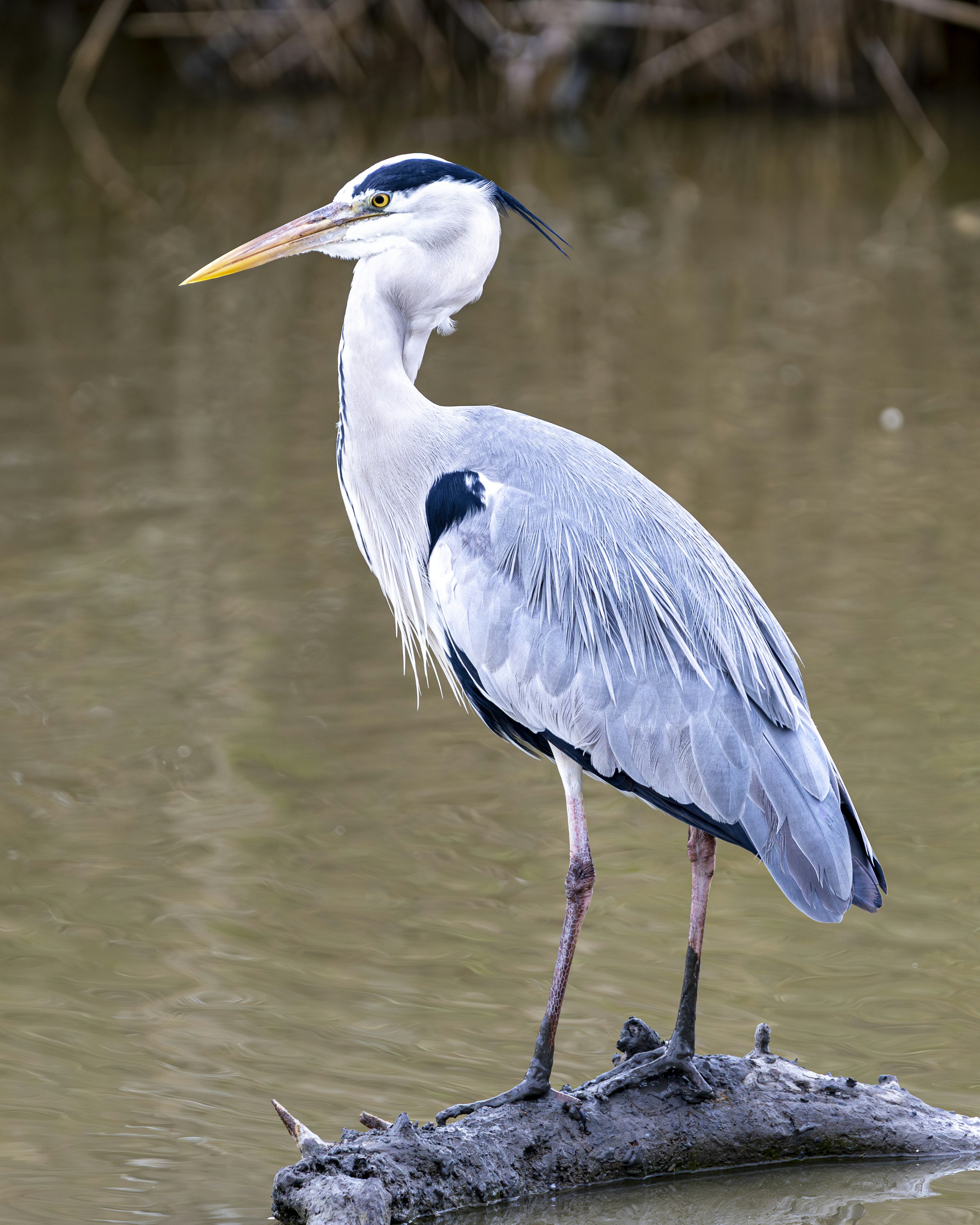 Blue Heron Sentinel of the Quiet Wetland