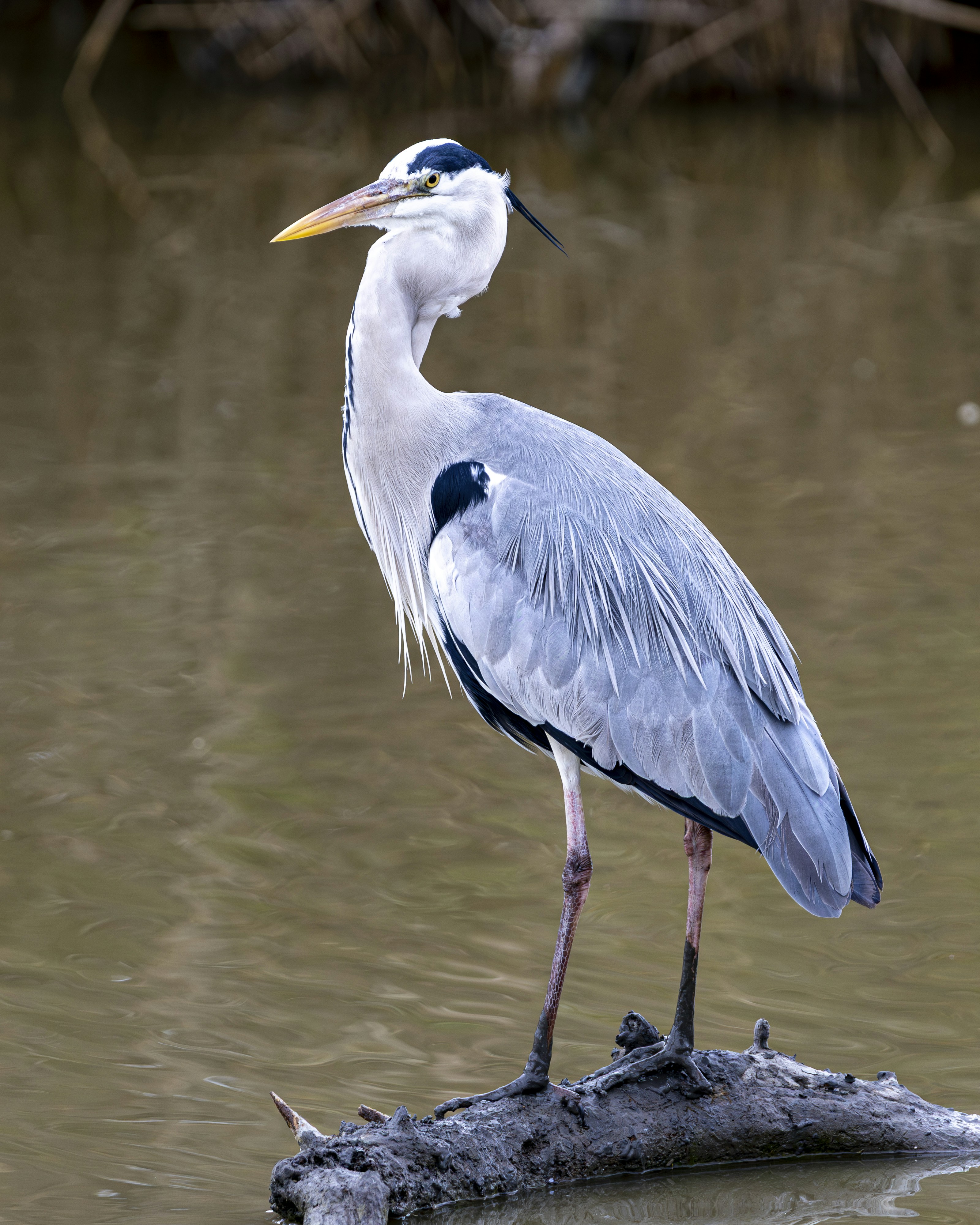 Blue-Hued Crane Stalwart on a Muddy Bank