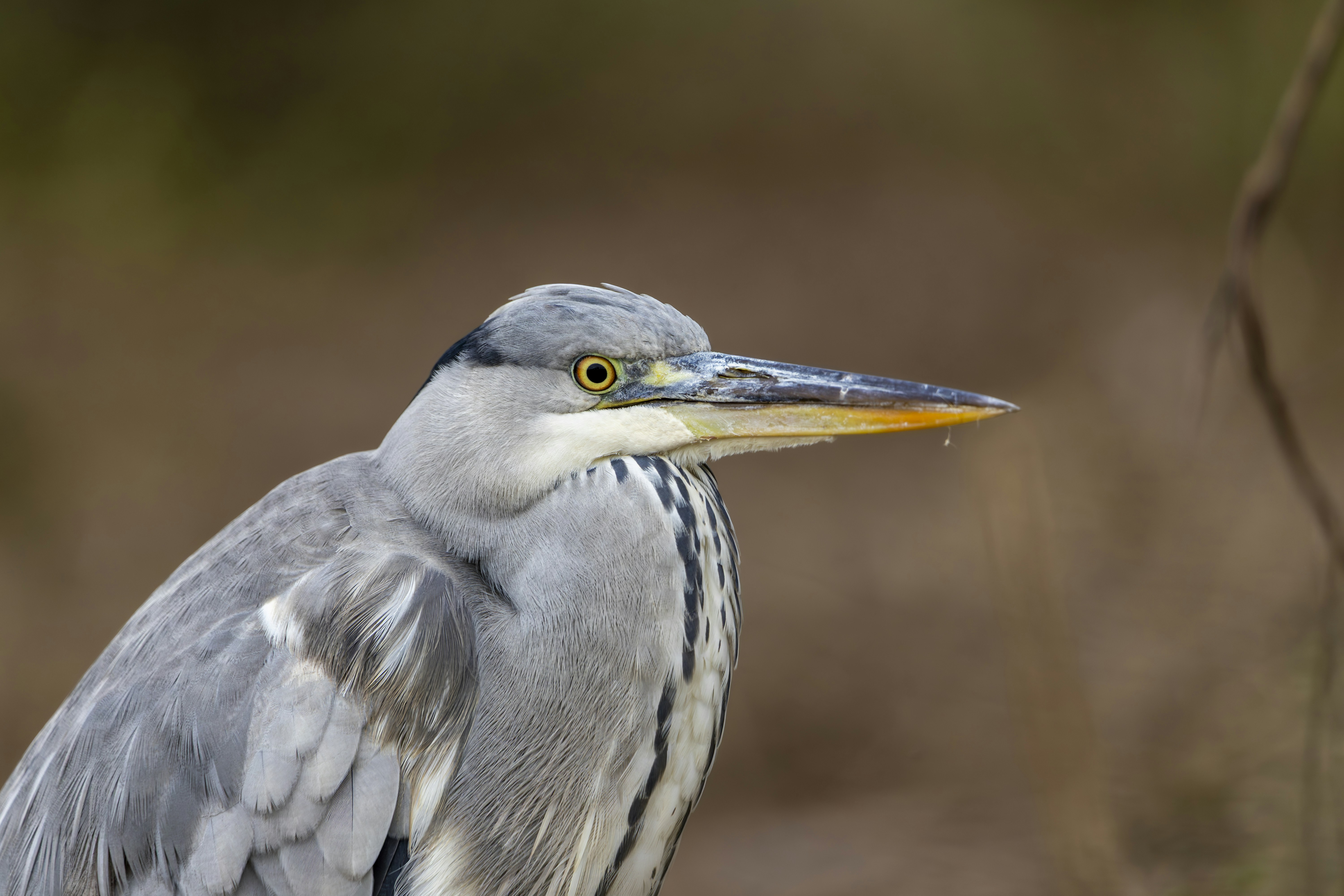 Focused Gaze: A Heron Portrait in Soft Backgrounds
