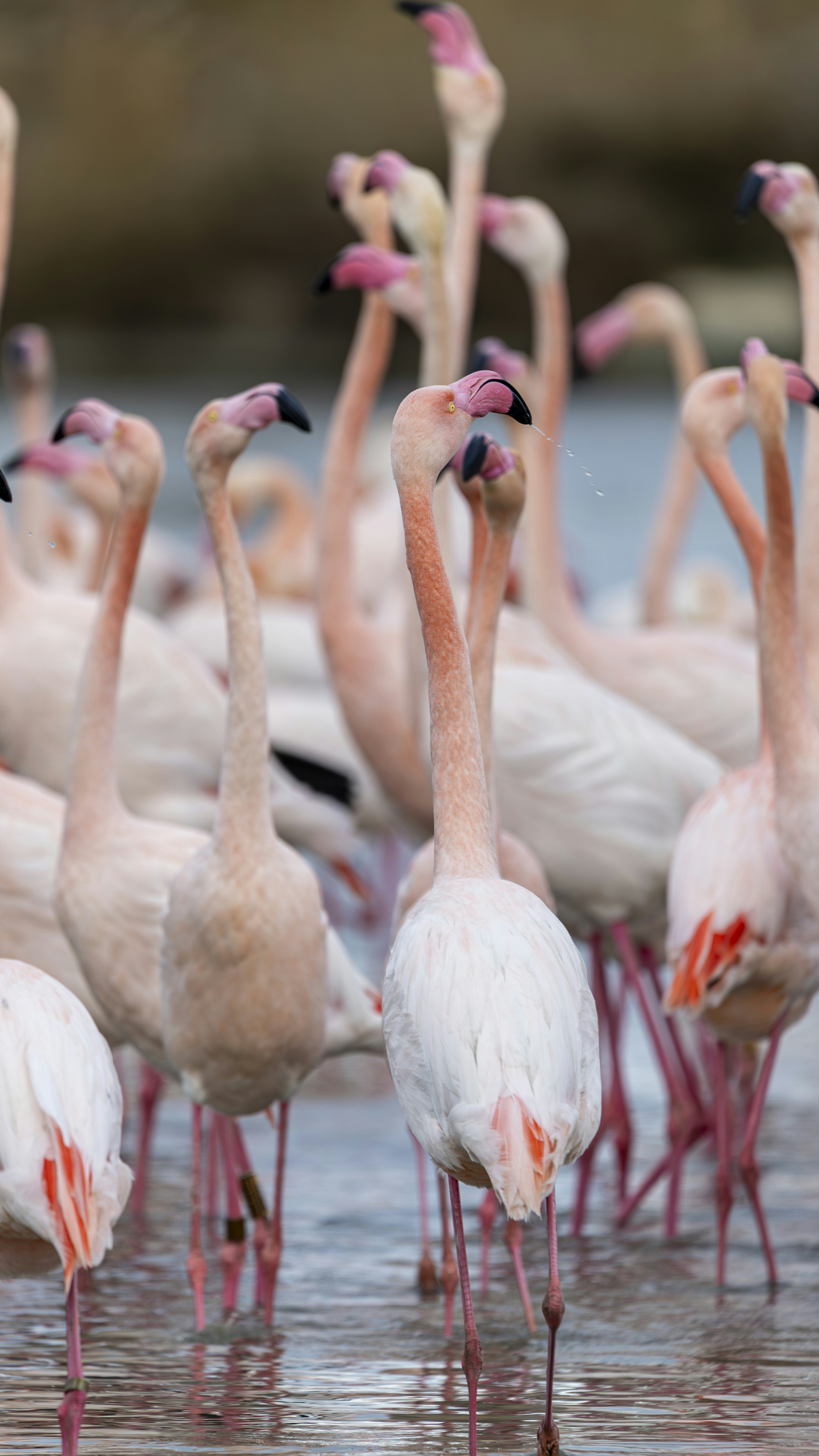 A flock of pink flamingos standing in shallow water.