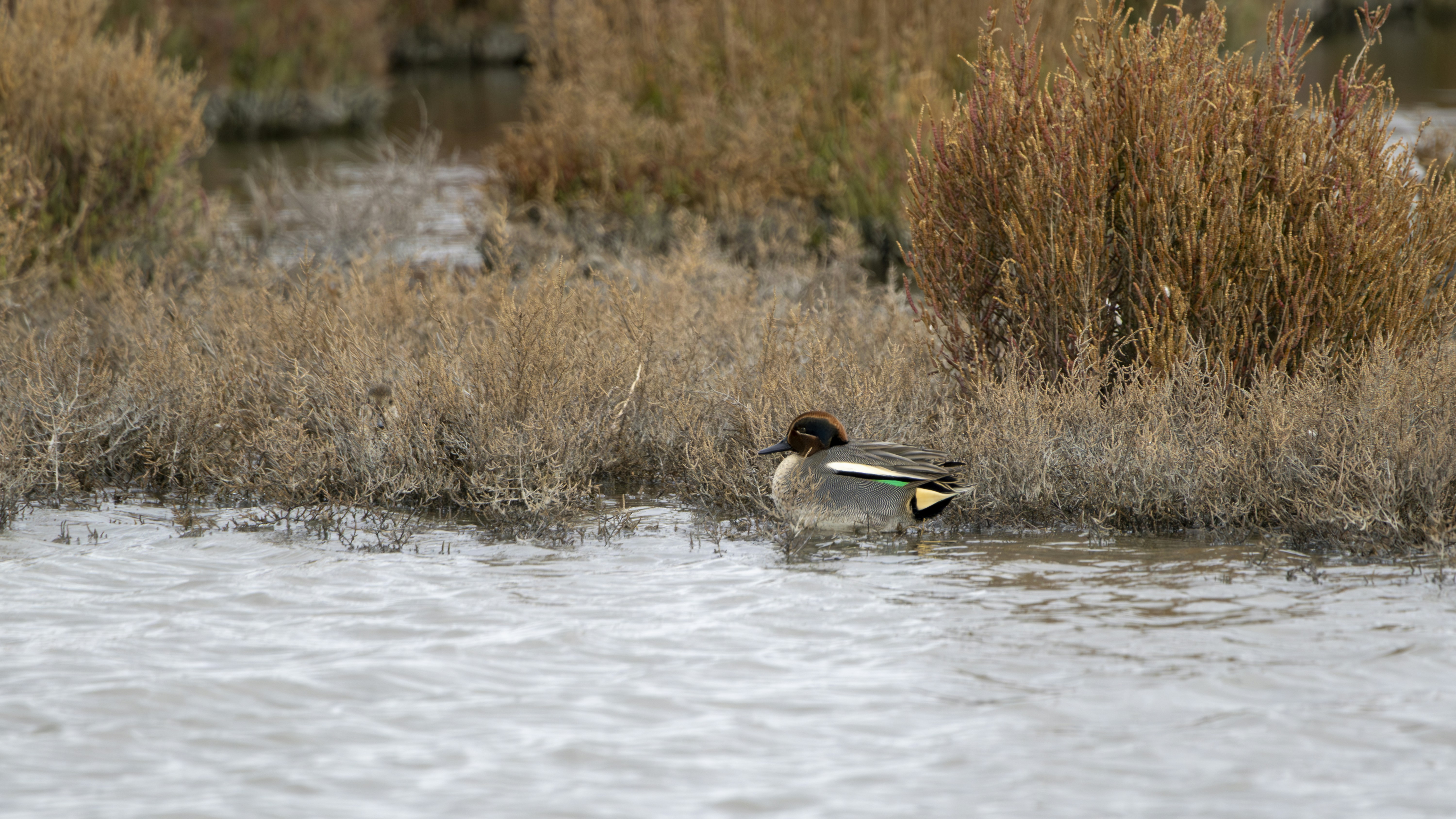 Mute Duck at Dusk: A Quiet Moment on Wetland Edges
