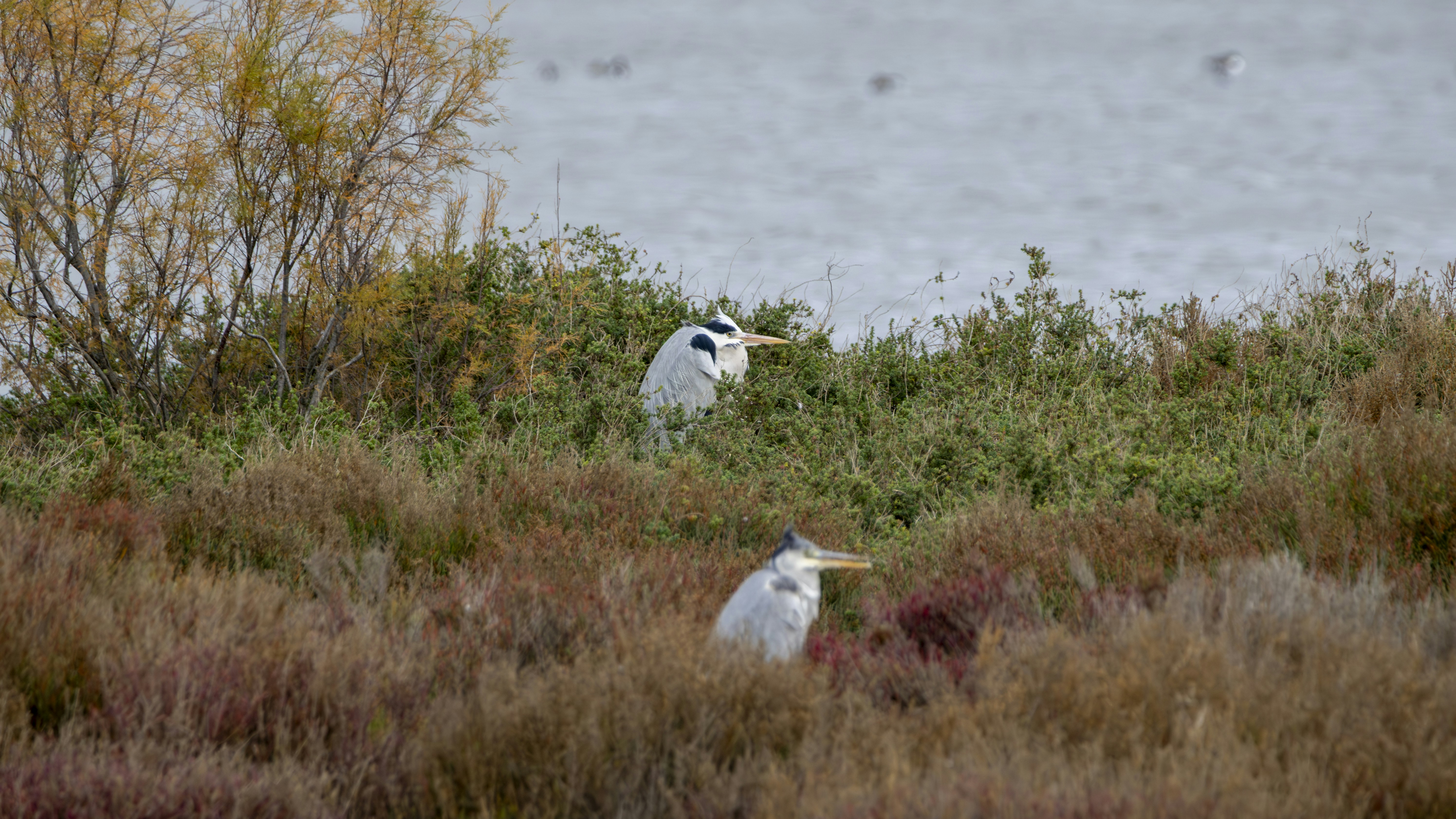 Two Great Egrets Hidden in Coastal Dorsal Scrub
