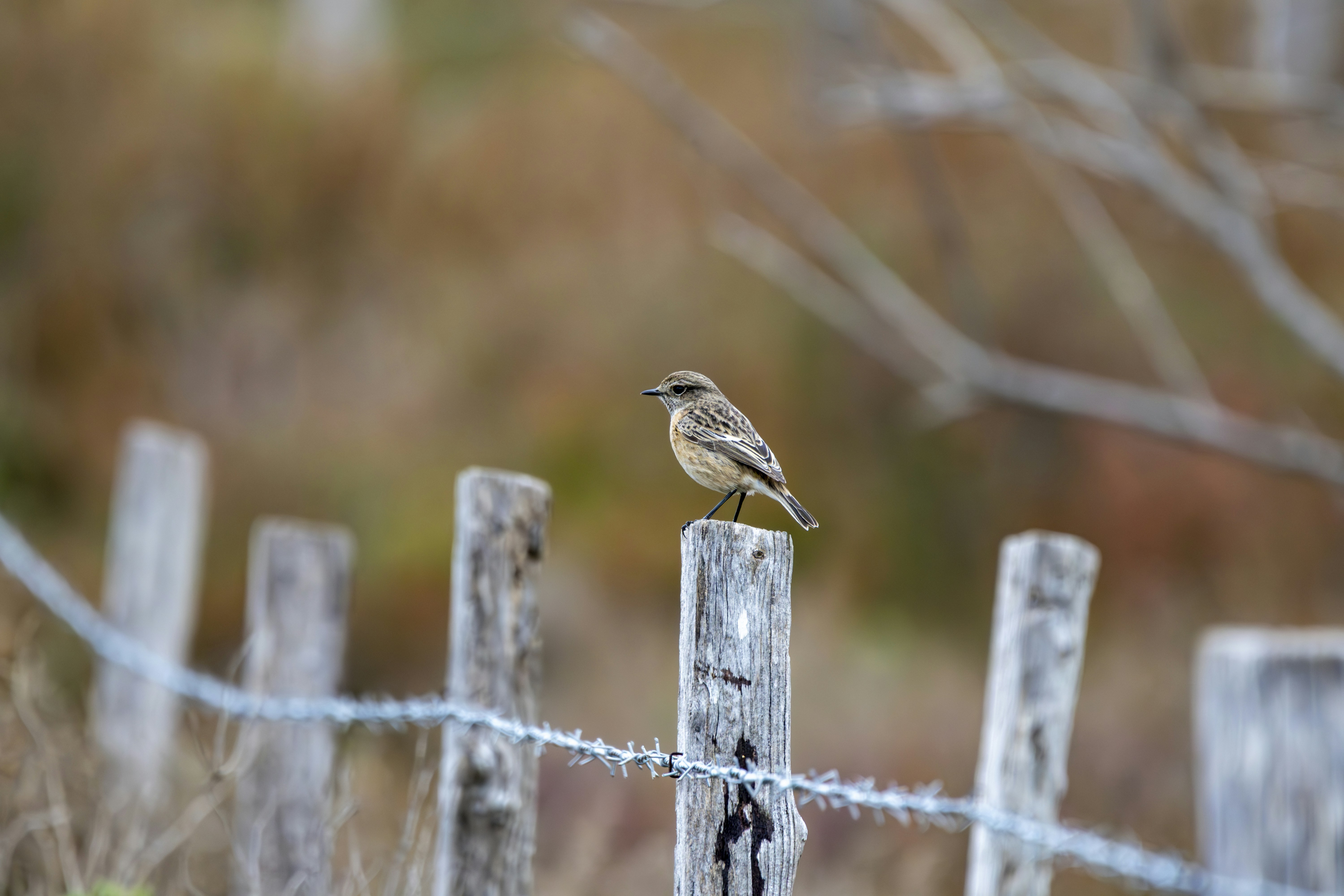 Perched on a Weathered Post: A Small Bird Amid Barbed Conversation