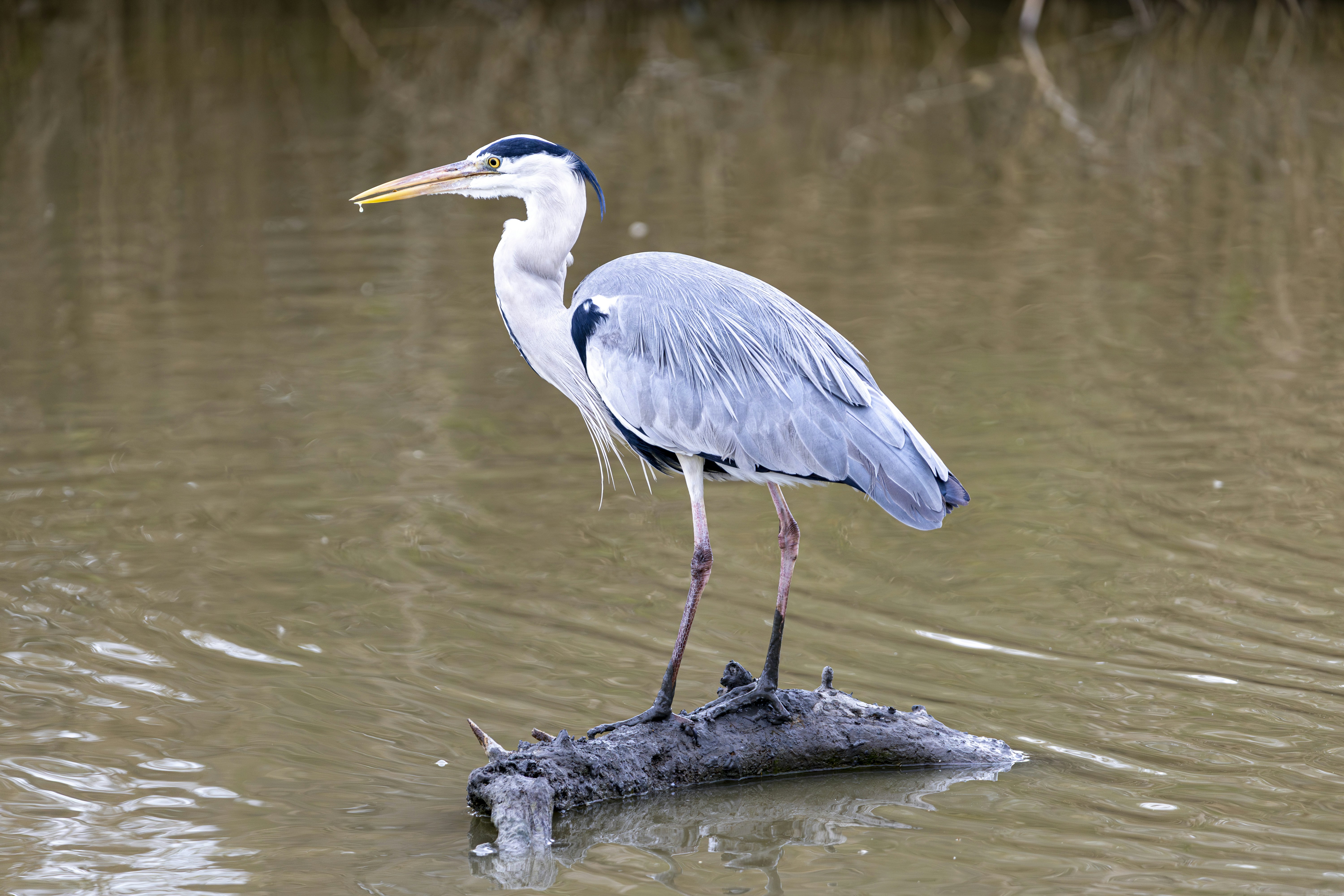 Heron on a Log: Silent Watcher in Murky Stillness