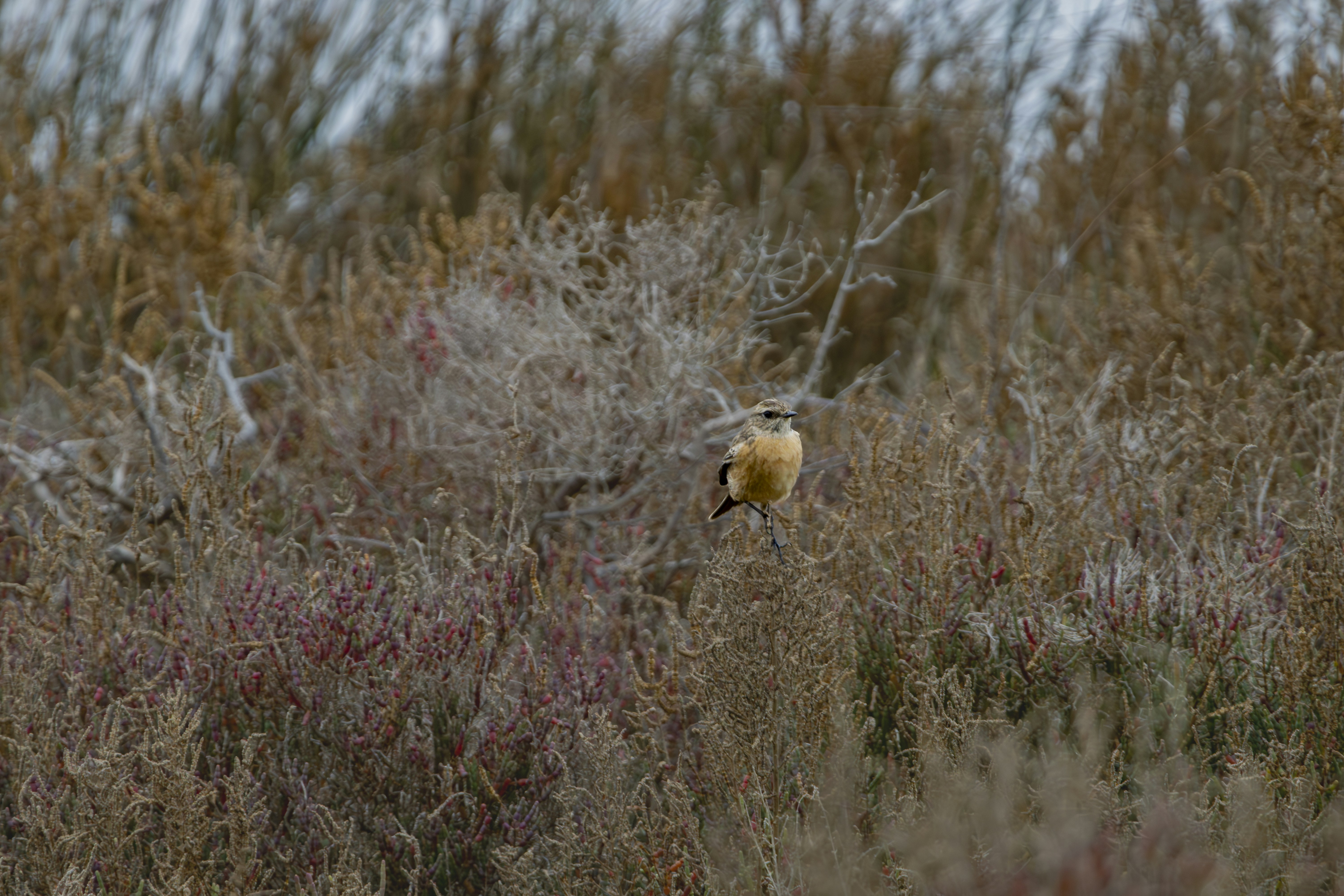 Yellow-bellied Warbler in a Coastal Scrub: A Brief Moment of Flight