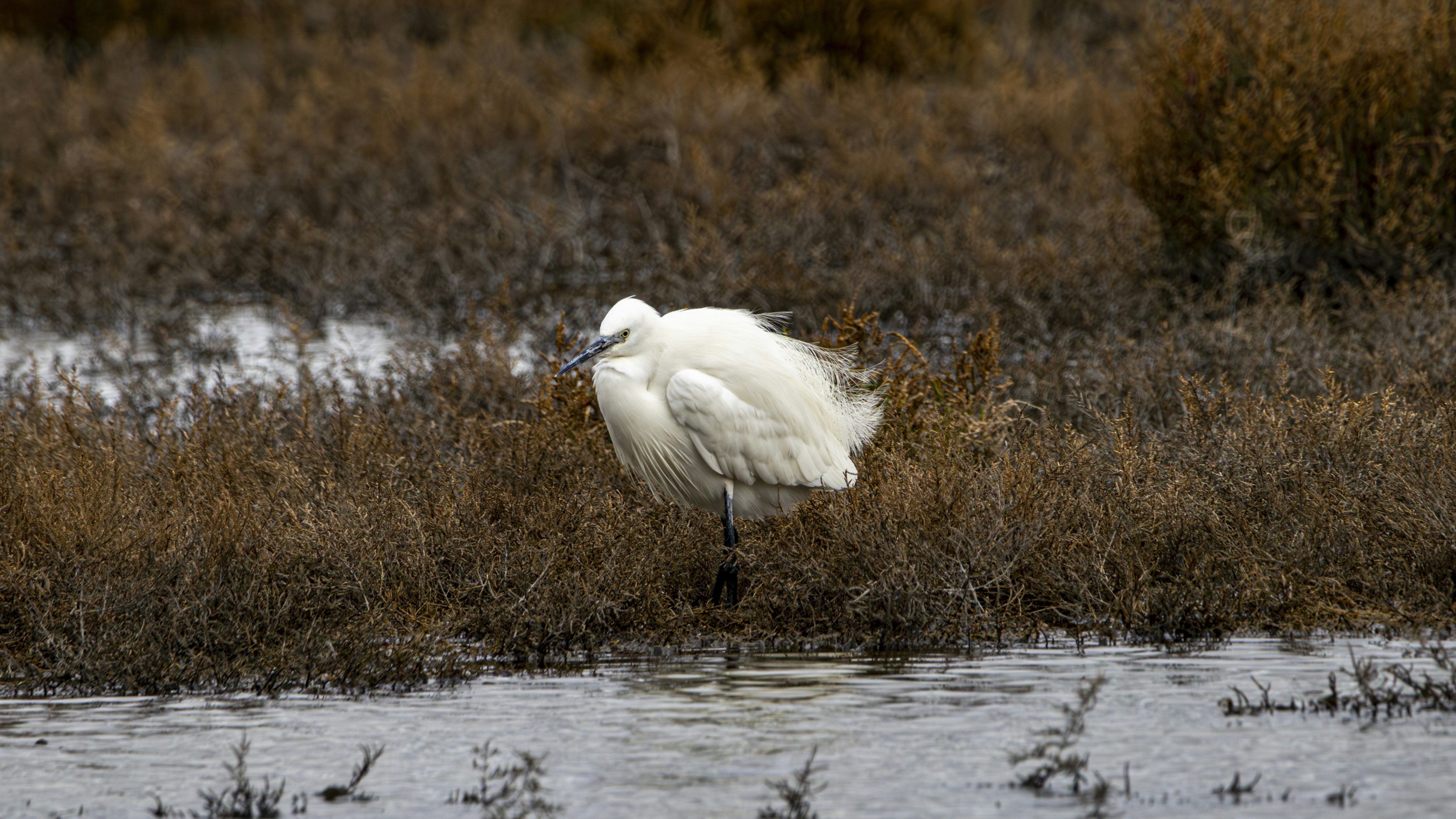 White Heron in Quiet Marsh at Dusk