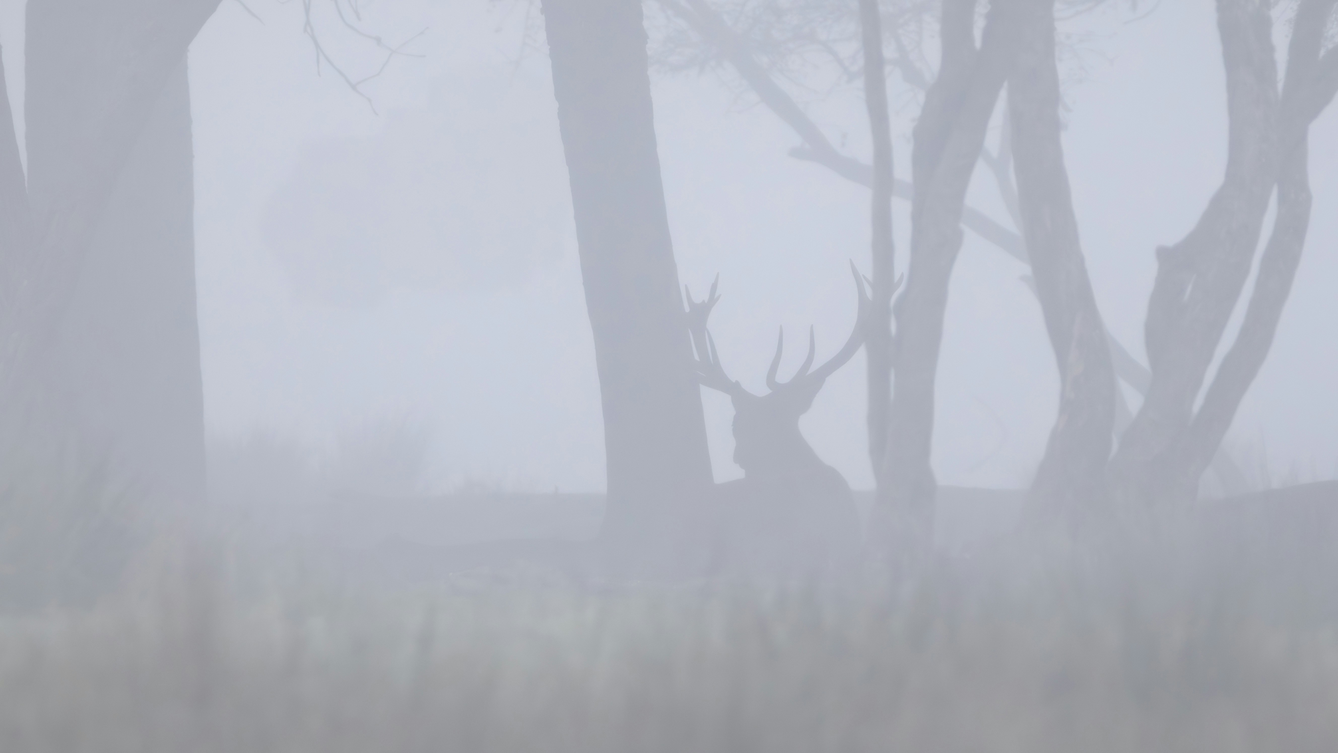 Mist among the Silent Trees: A Fogged Encounter at Dusk
