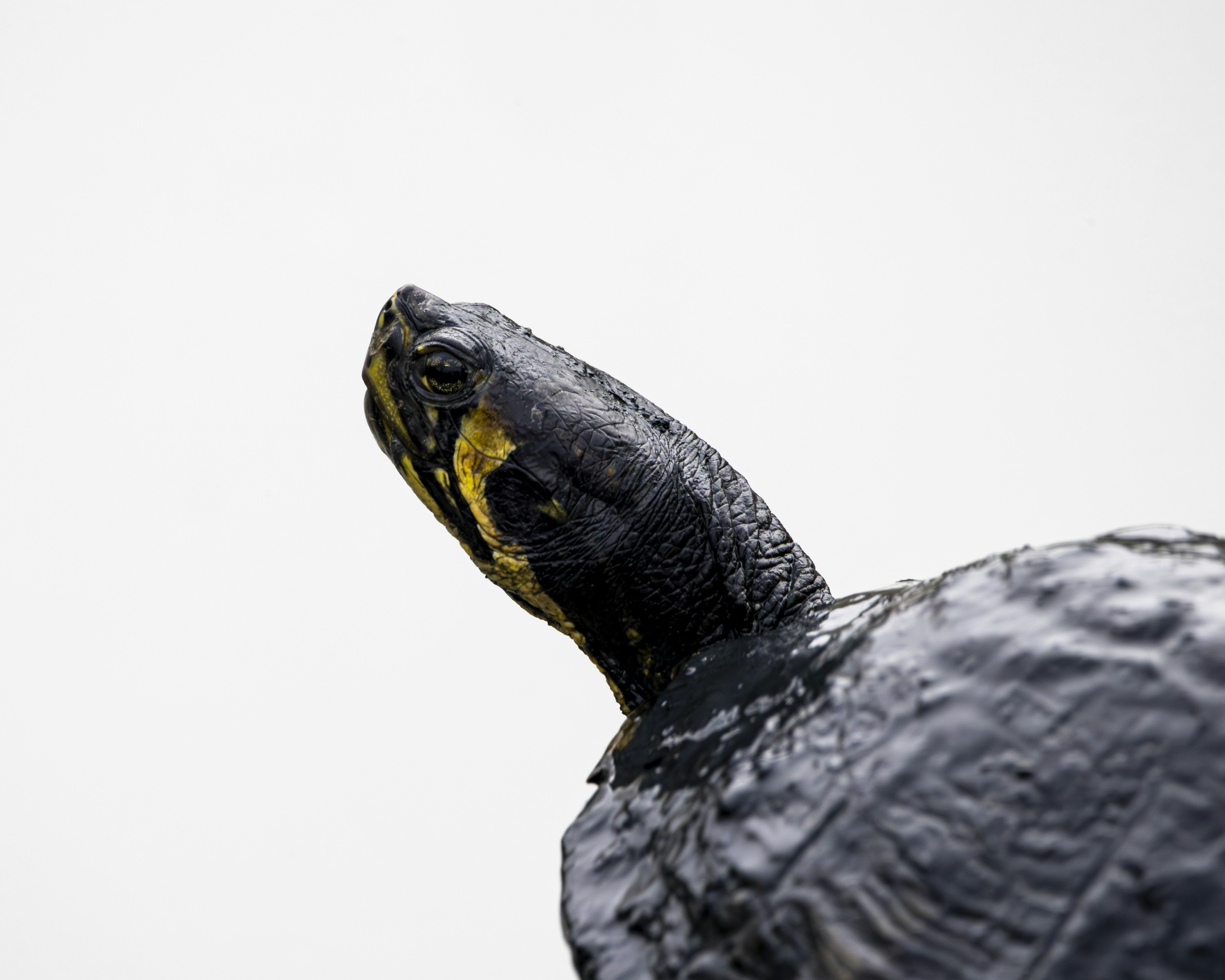 Low-Angle Portrait of a Turtle Emerging from a Light Backdrop