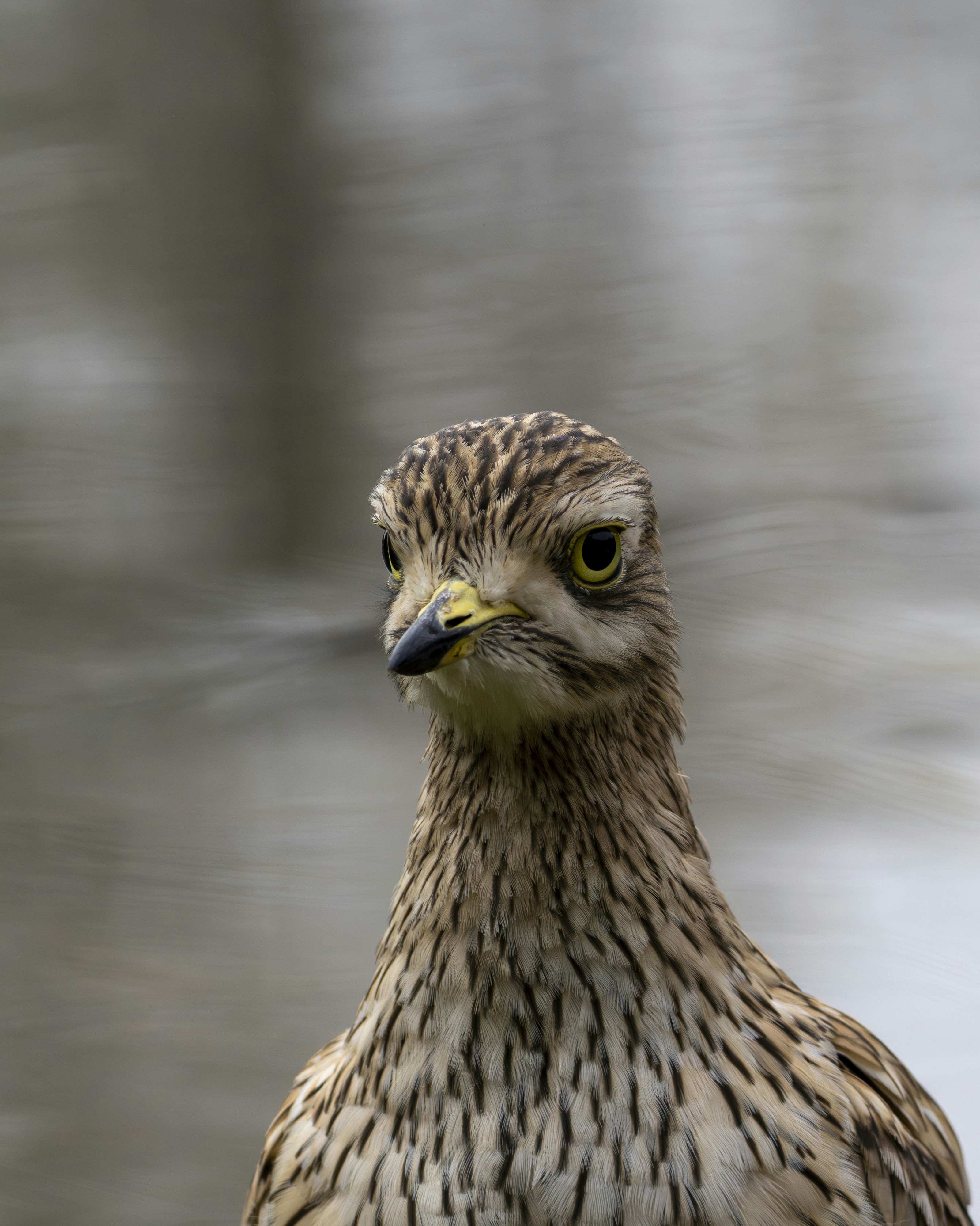 Stare of the Wetland Watcher