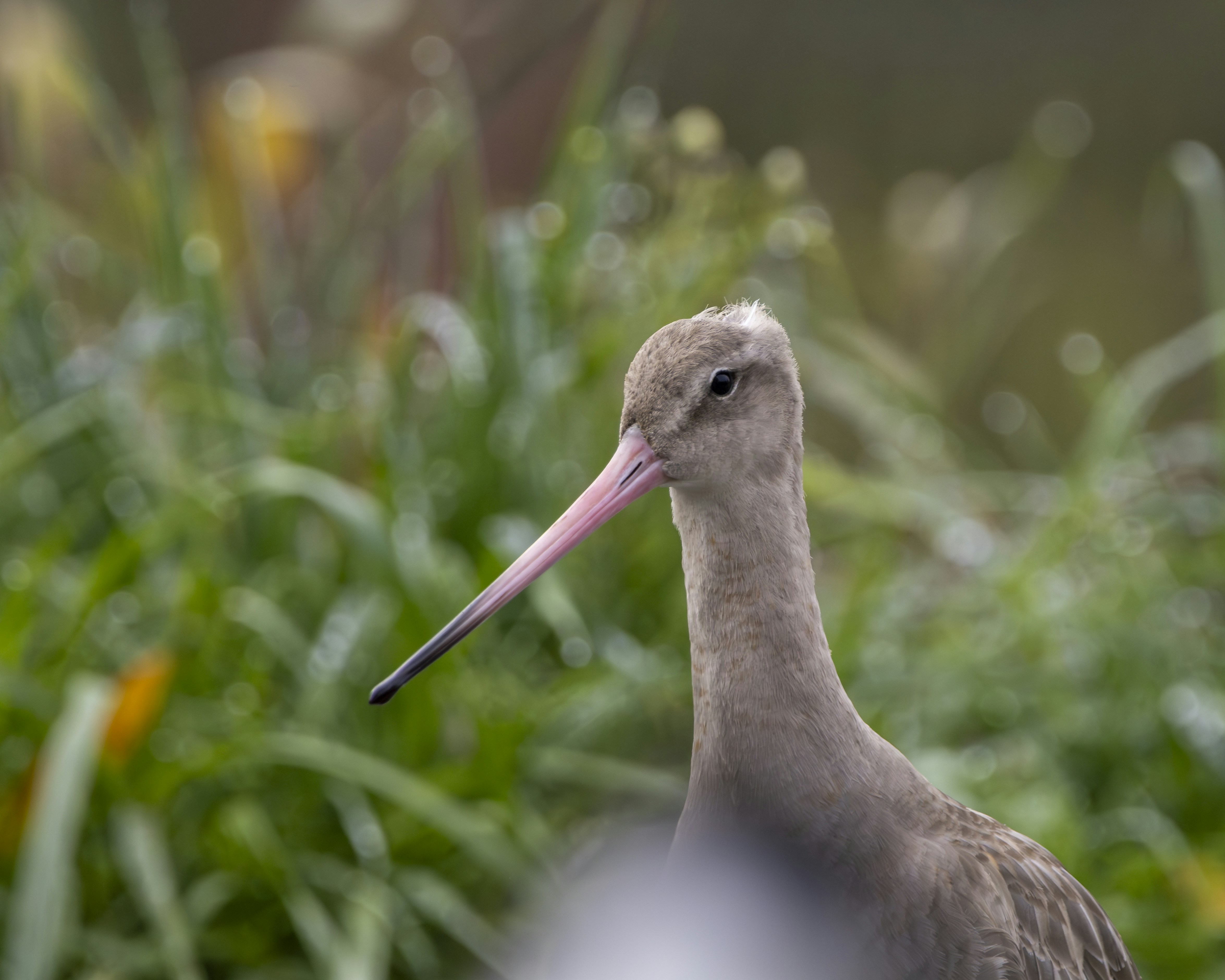 Graceful Black-Tailed Stilt Beak Cast in Soft Afternoon Light