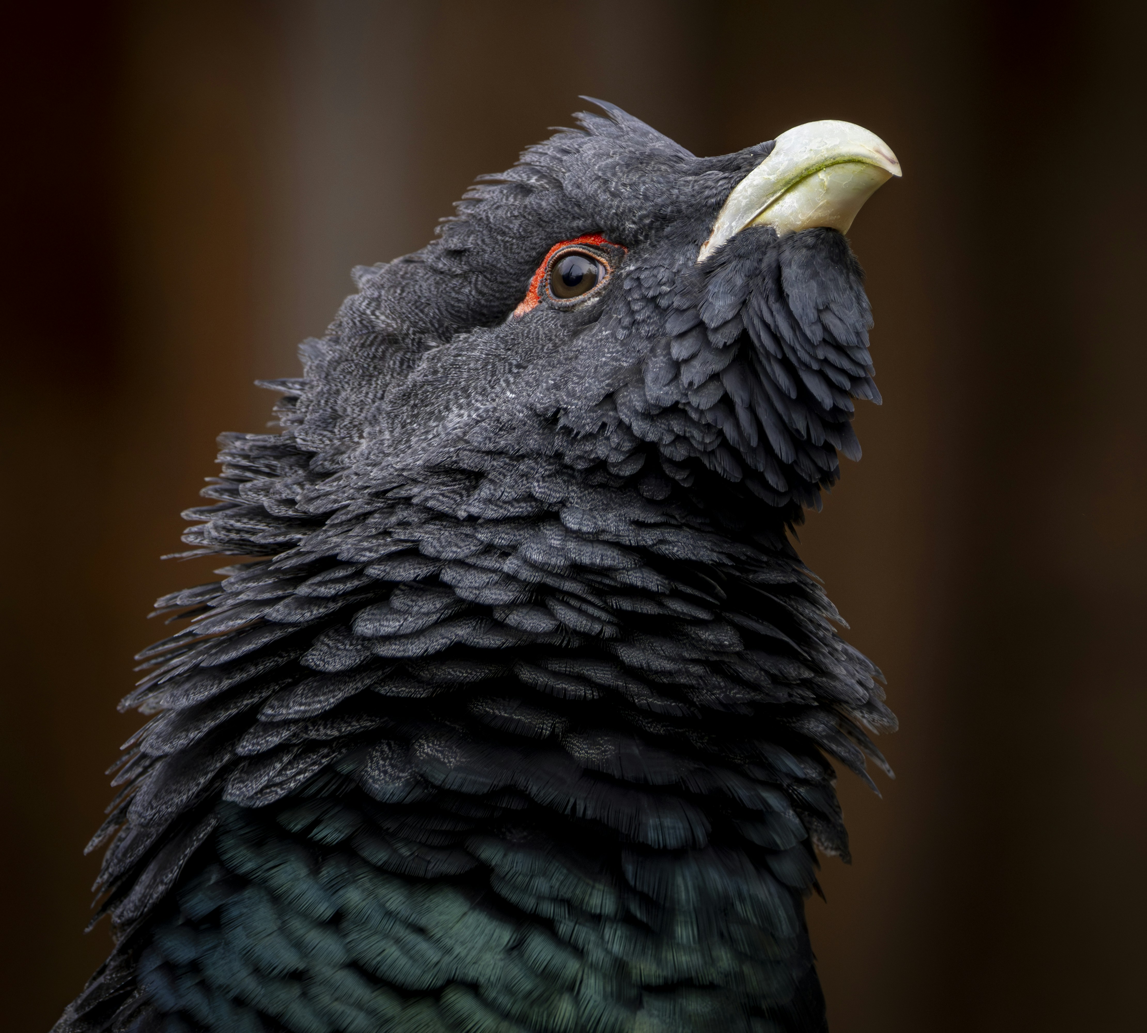 Red-Eyed Emperor: Close-Up of a Frilled Bird in Rich Backlight