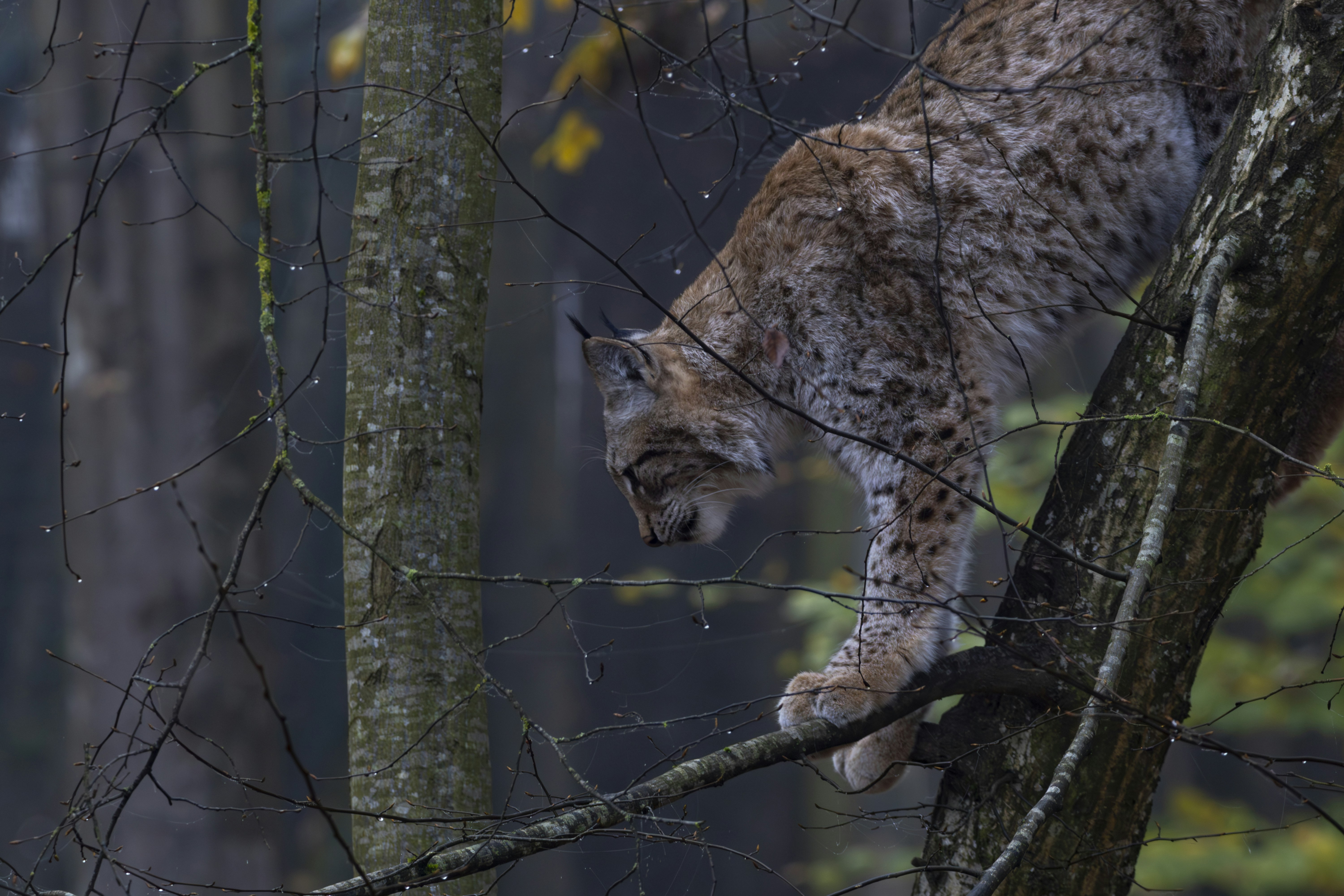 Lynx on a Mossy Branch: Focus in Forest Twilight