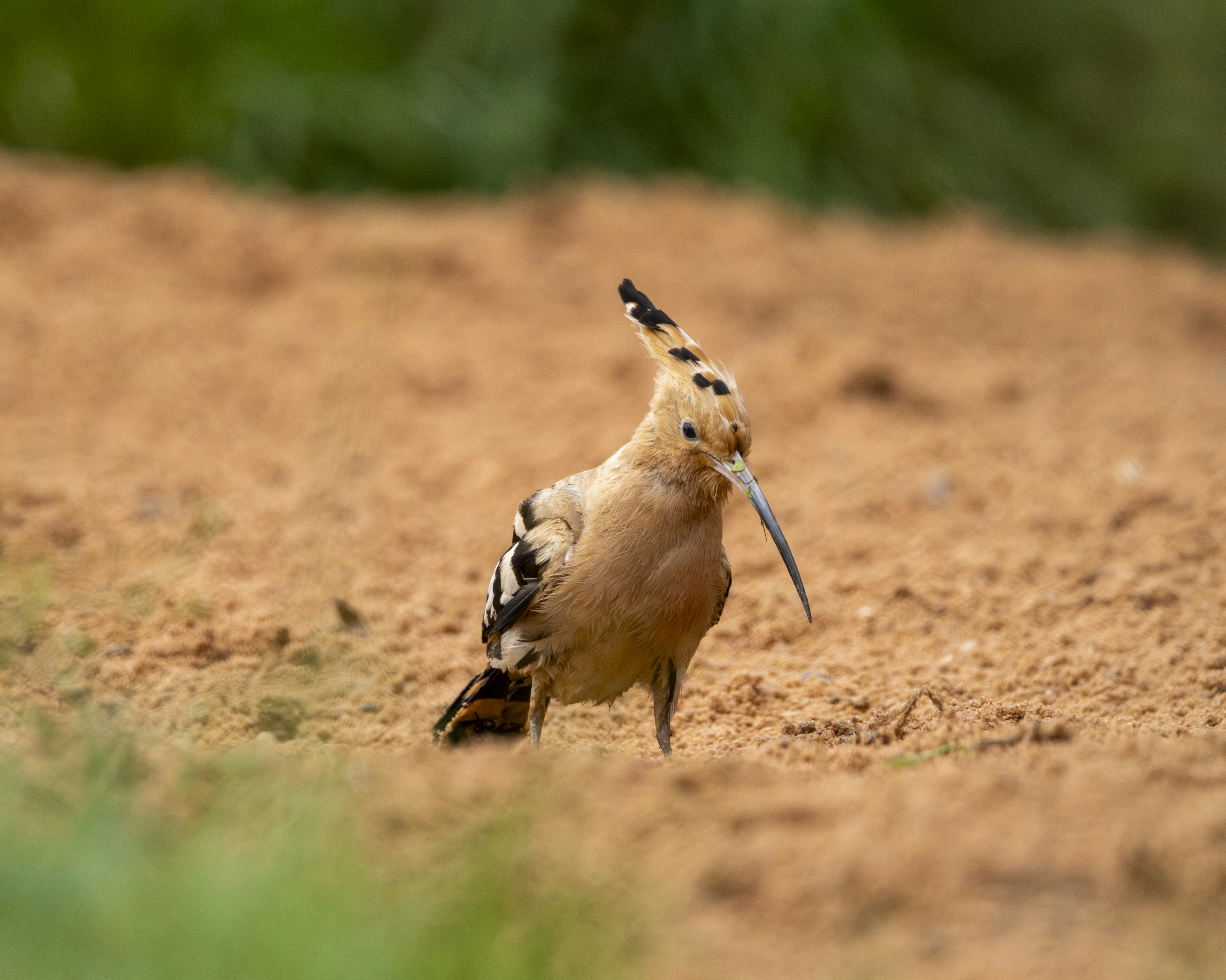 The Long-Beaked Forager on Dusty Ground