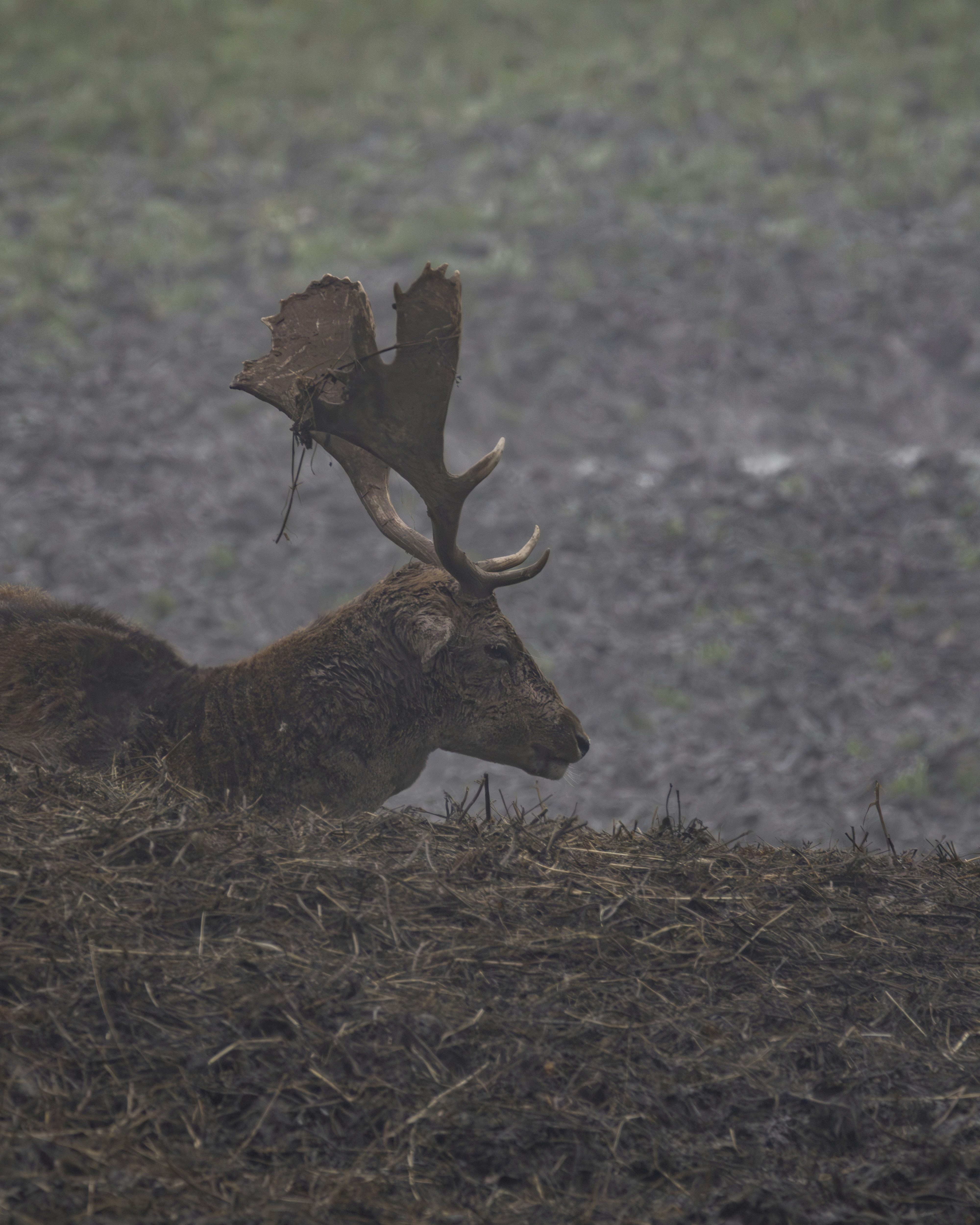 Quiet Vigil: A Stag Resting at the Edge of the Field