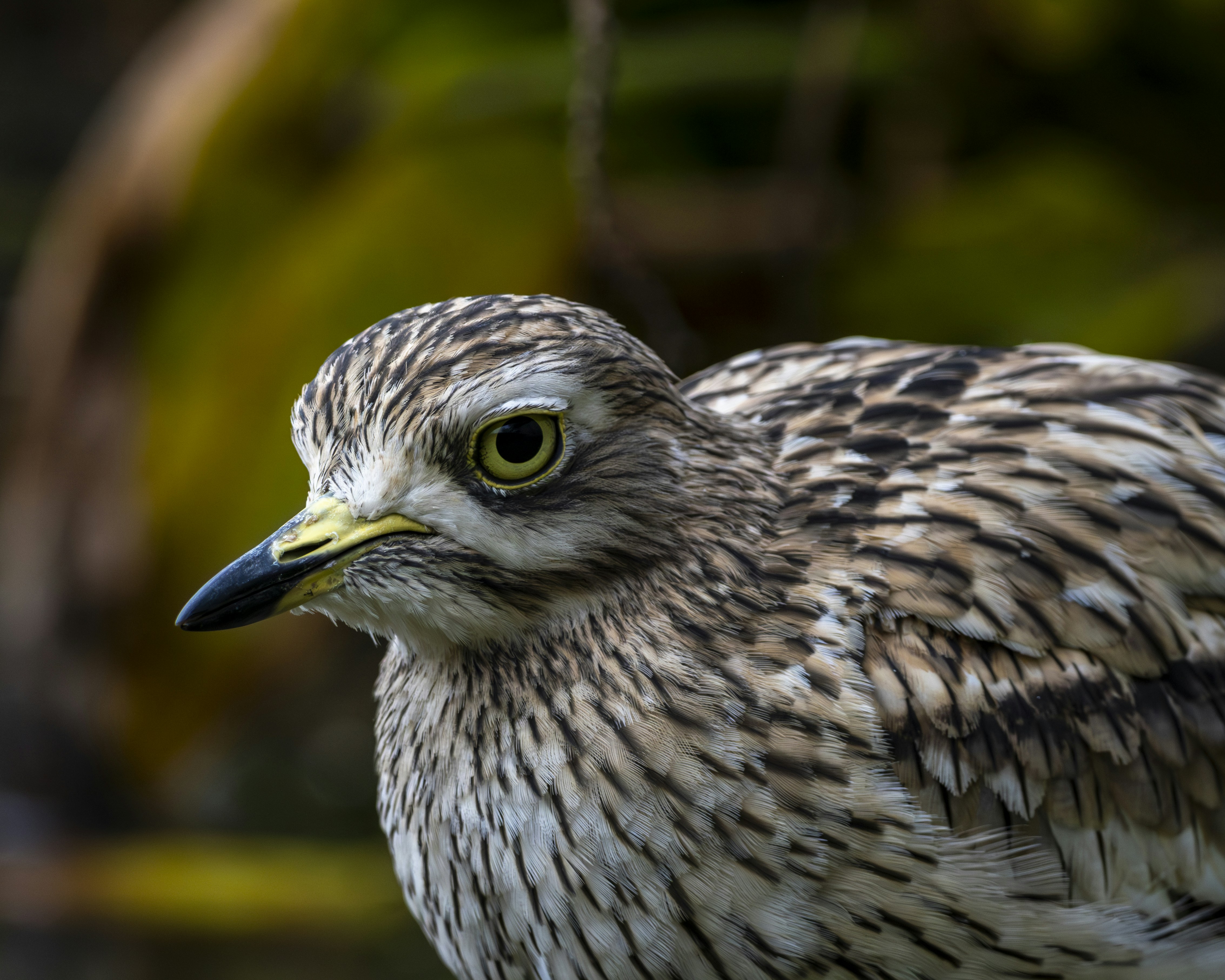 Focused Gaze: A close-up of a vigilant shorebird