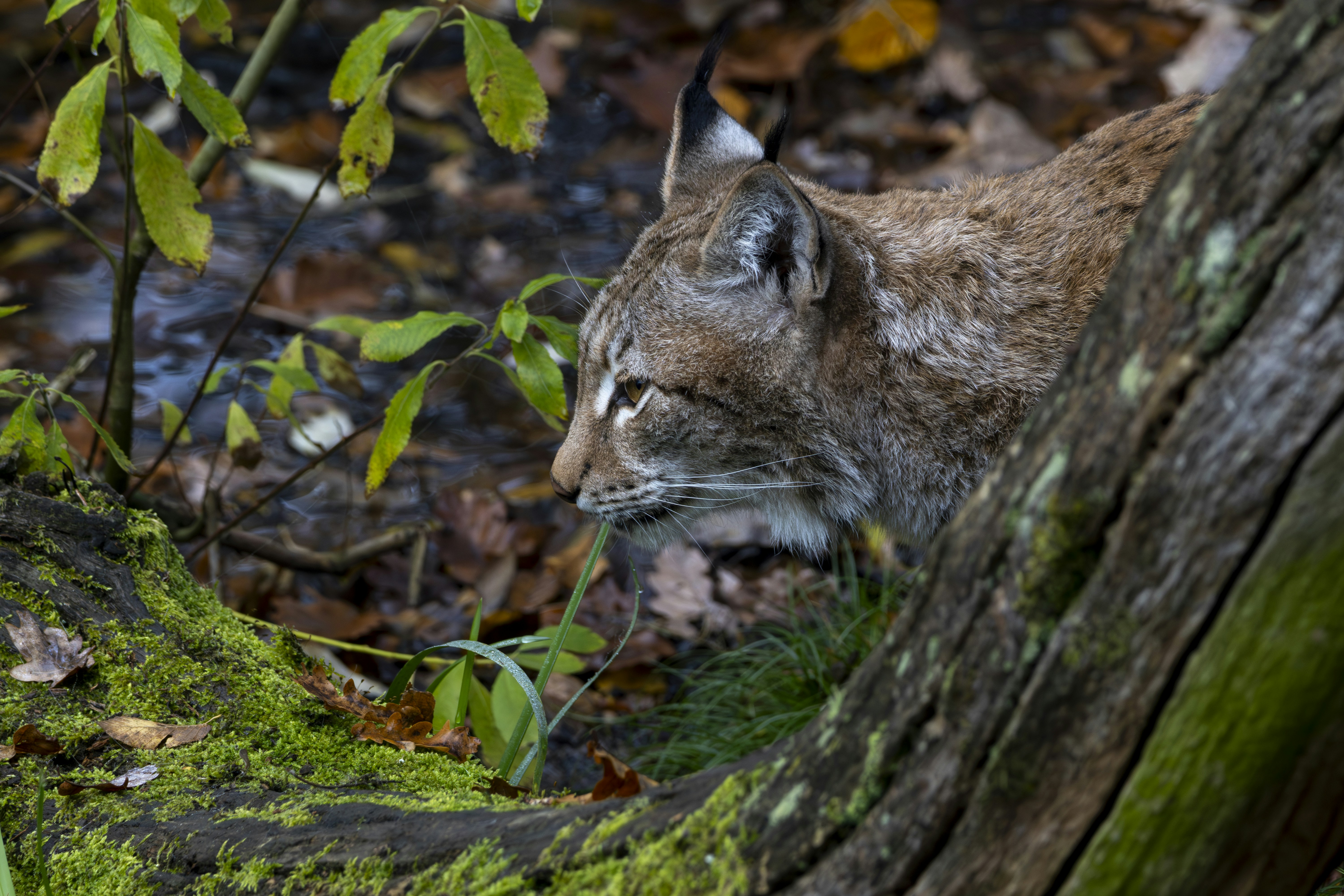 Silent Stalker by the Moss-Clicked Stream