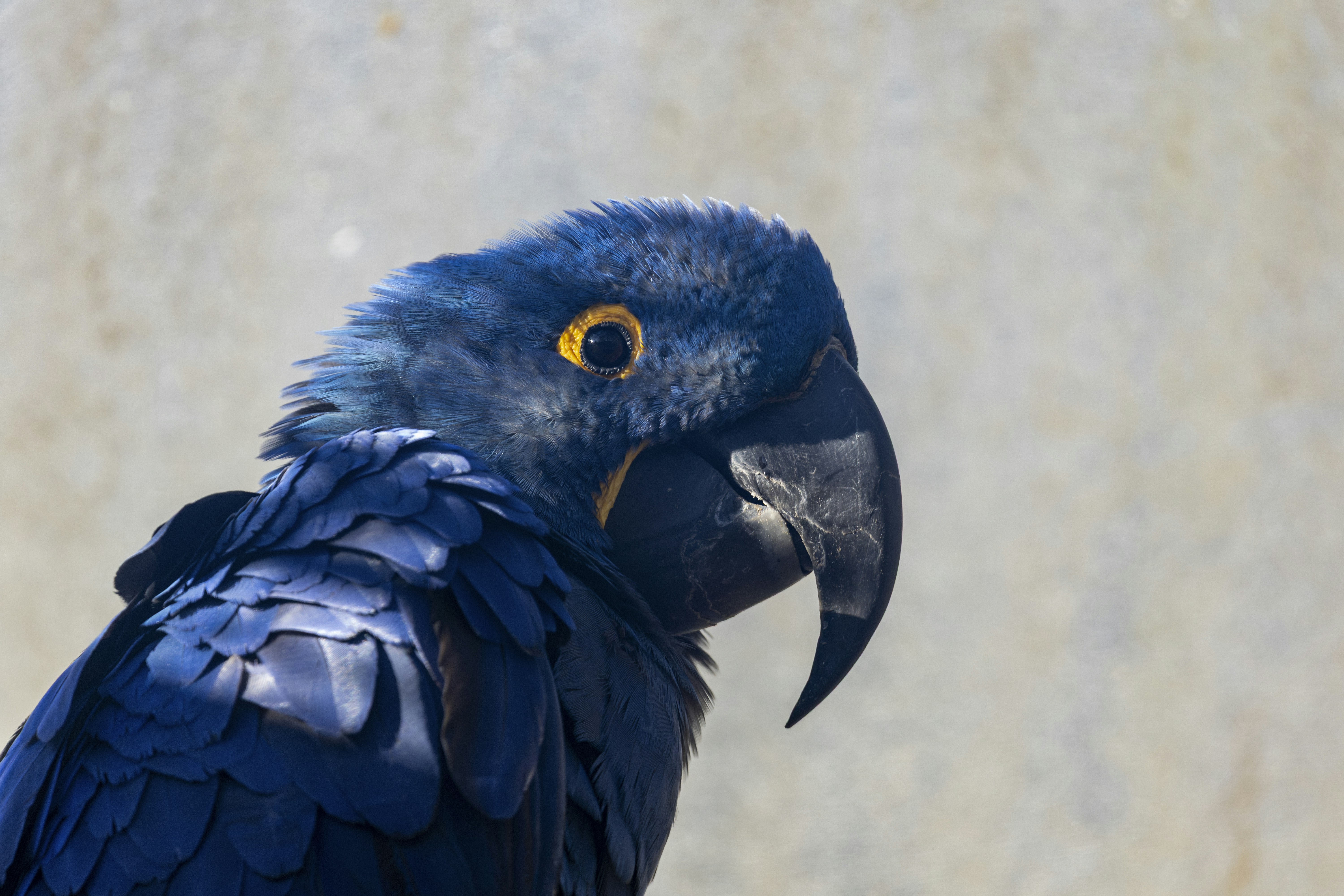Azure Titian: A Hyacinth Macaw’s Intense Stare