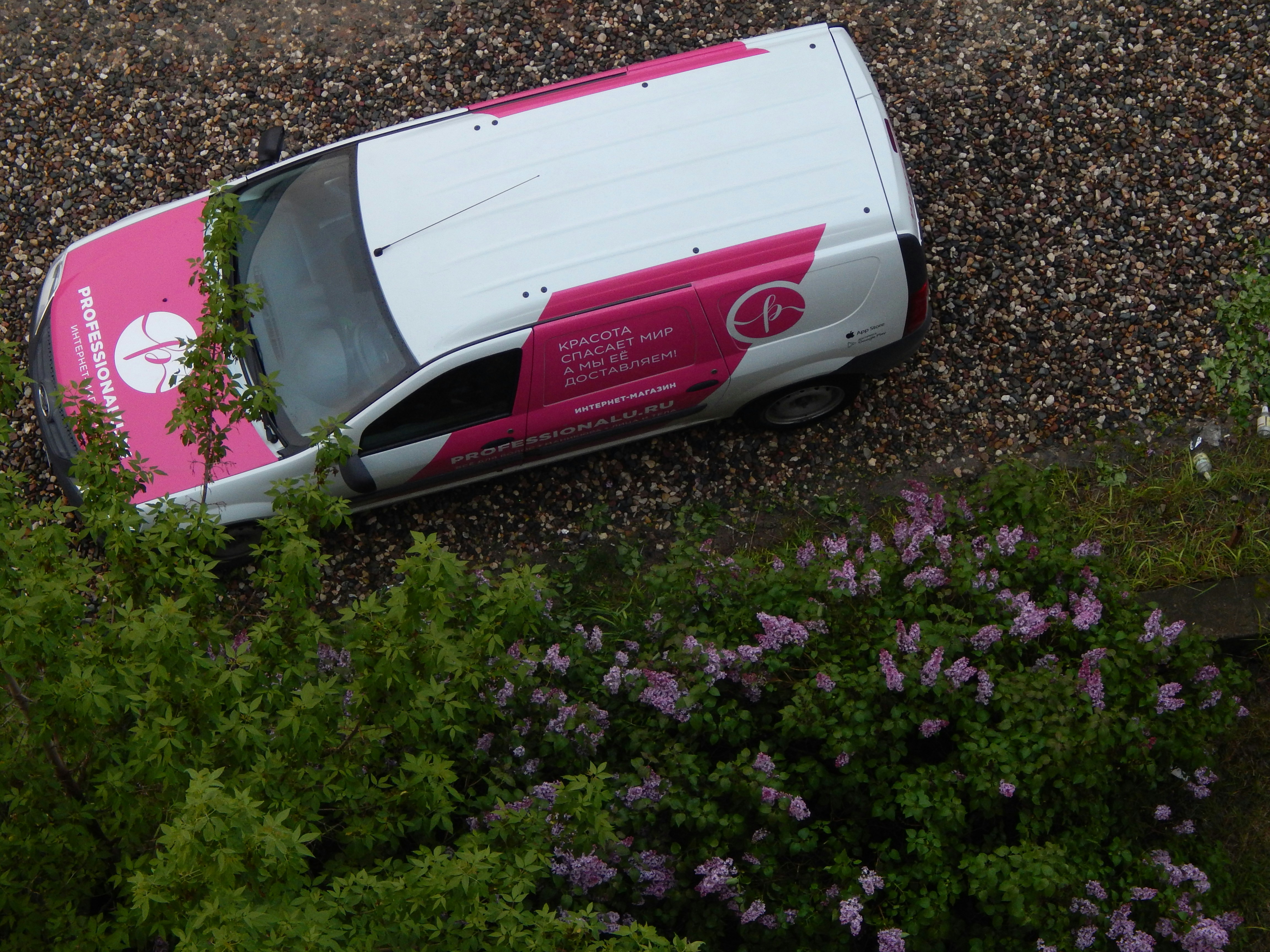 Violet-Flowered Roadside: A Pink Van Lays Low in Leafy Pink Bloom