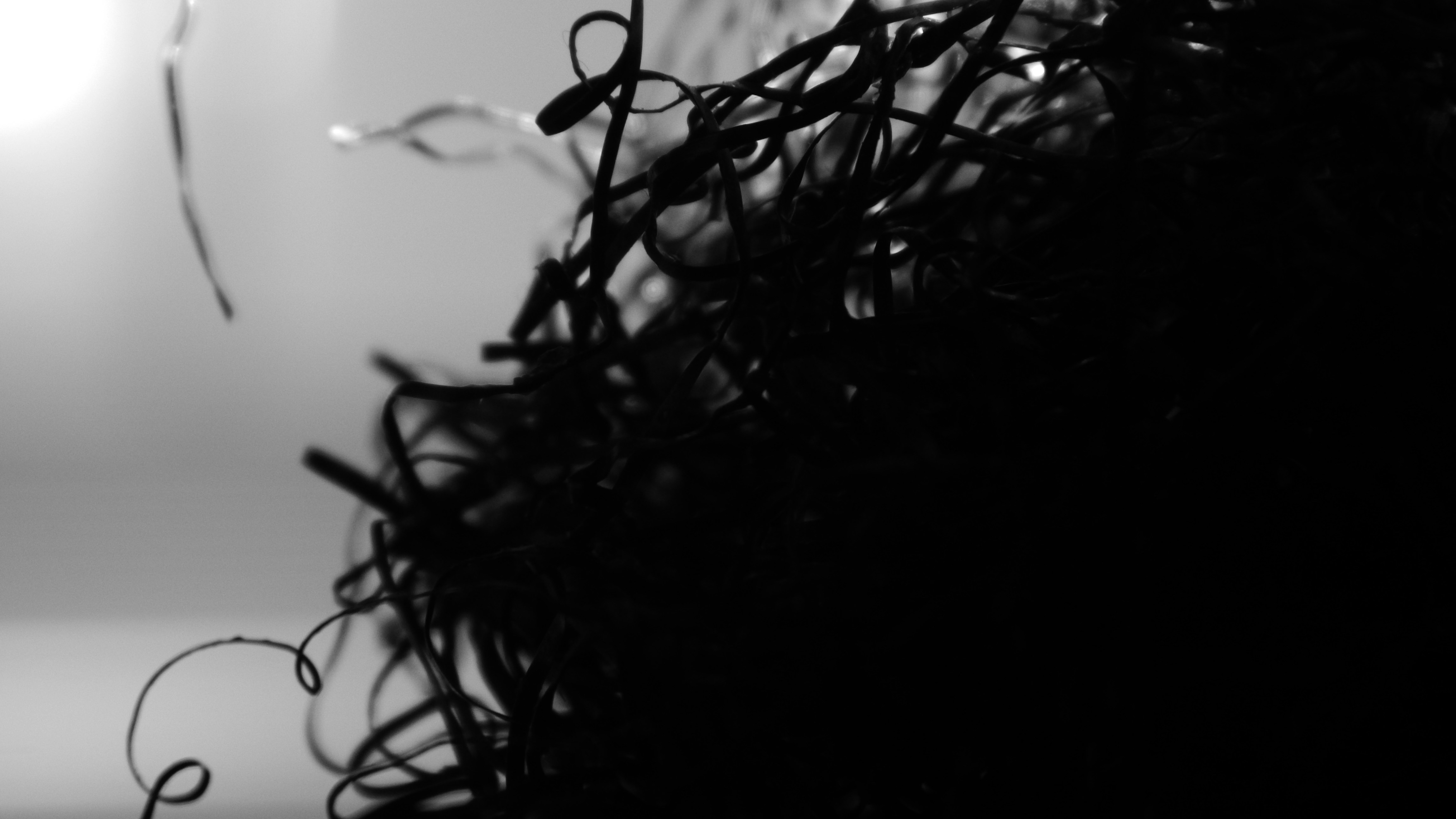 Entangled Black and White: A Tangle of Shadows at Dusk