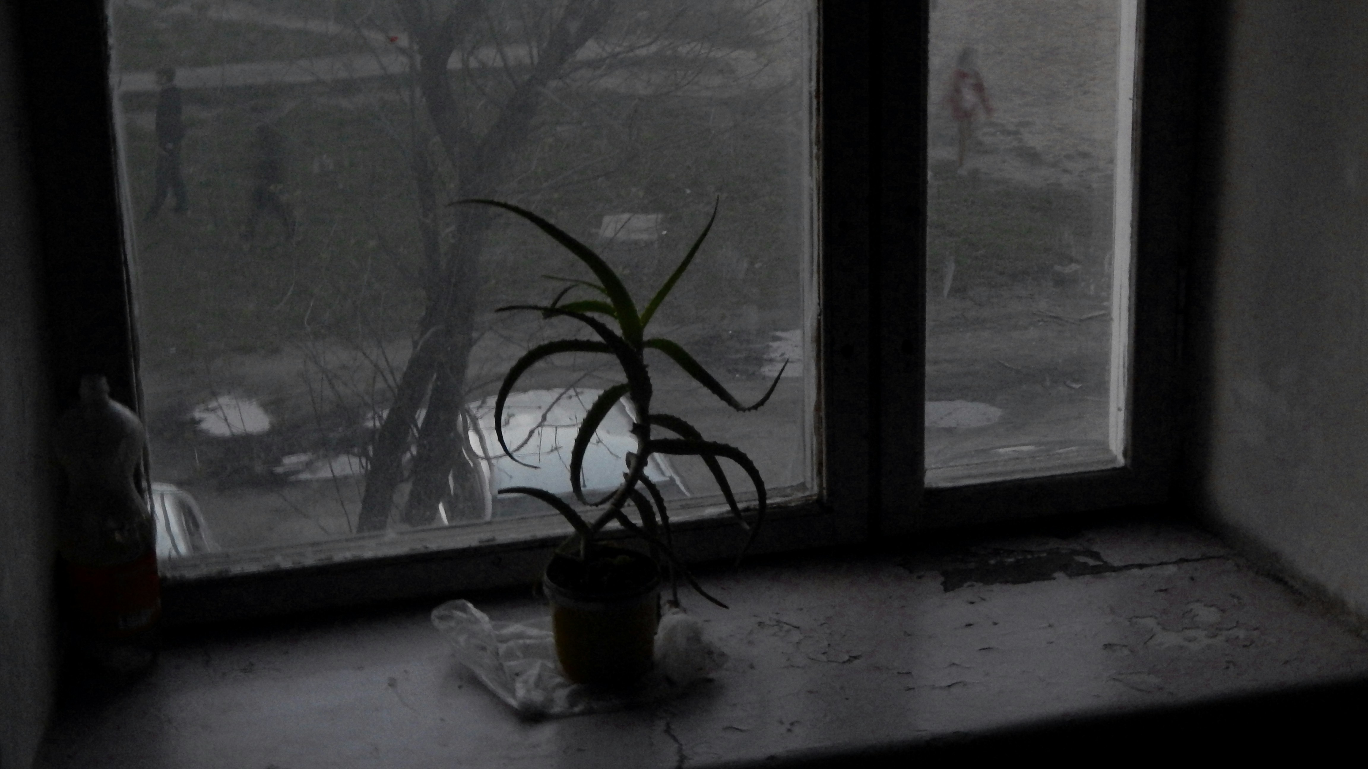 Dim Windowsill Scene: A Lonely Plant in Soft Backlight