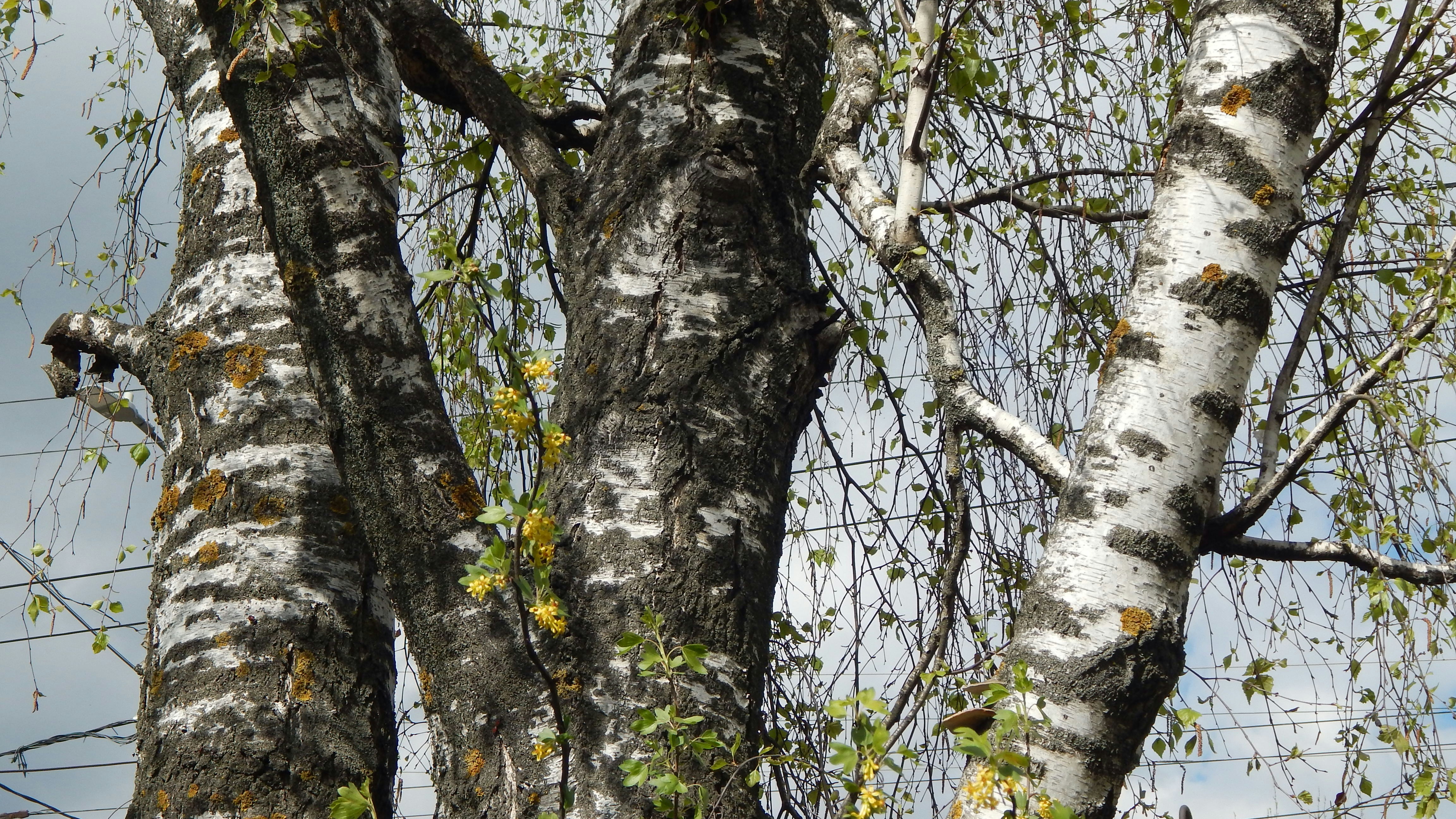 Birch Trunks in Quiet Orchard Morning