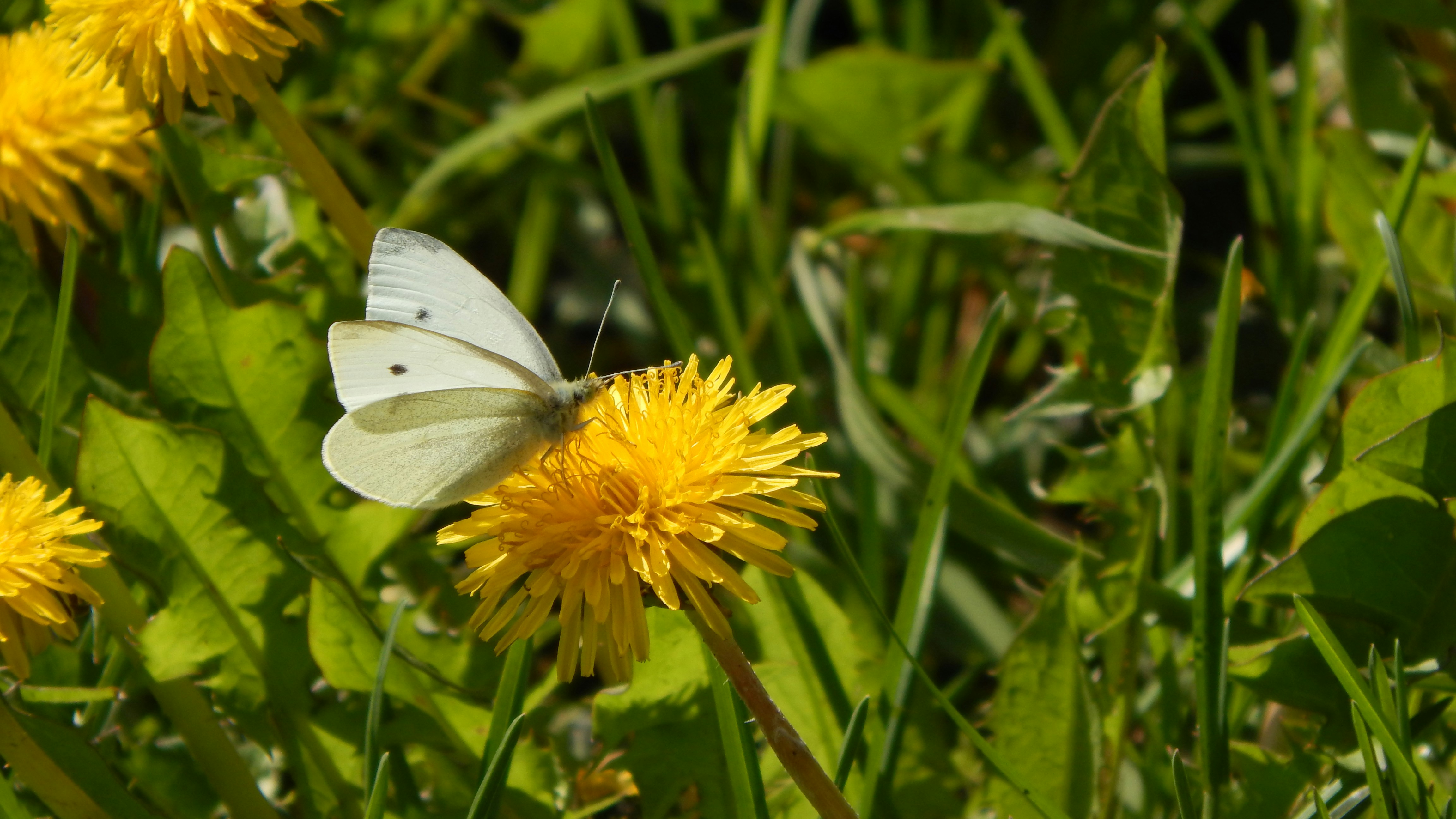 White butterfly at a yellow dandelion under sunlit garden leaves