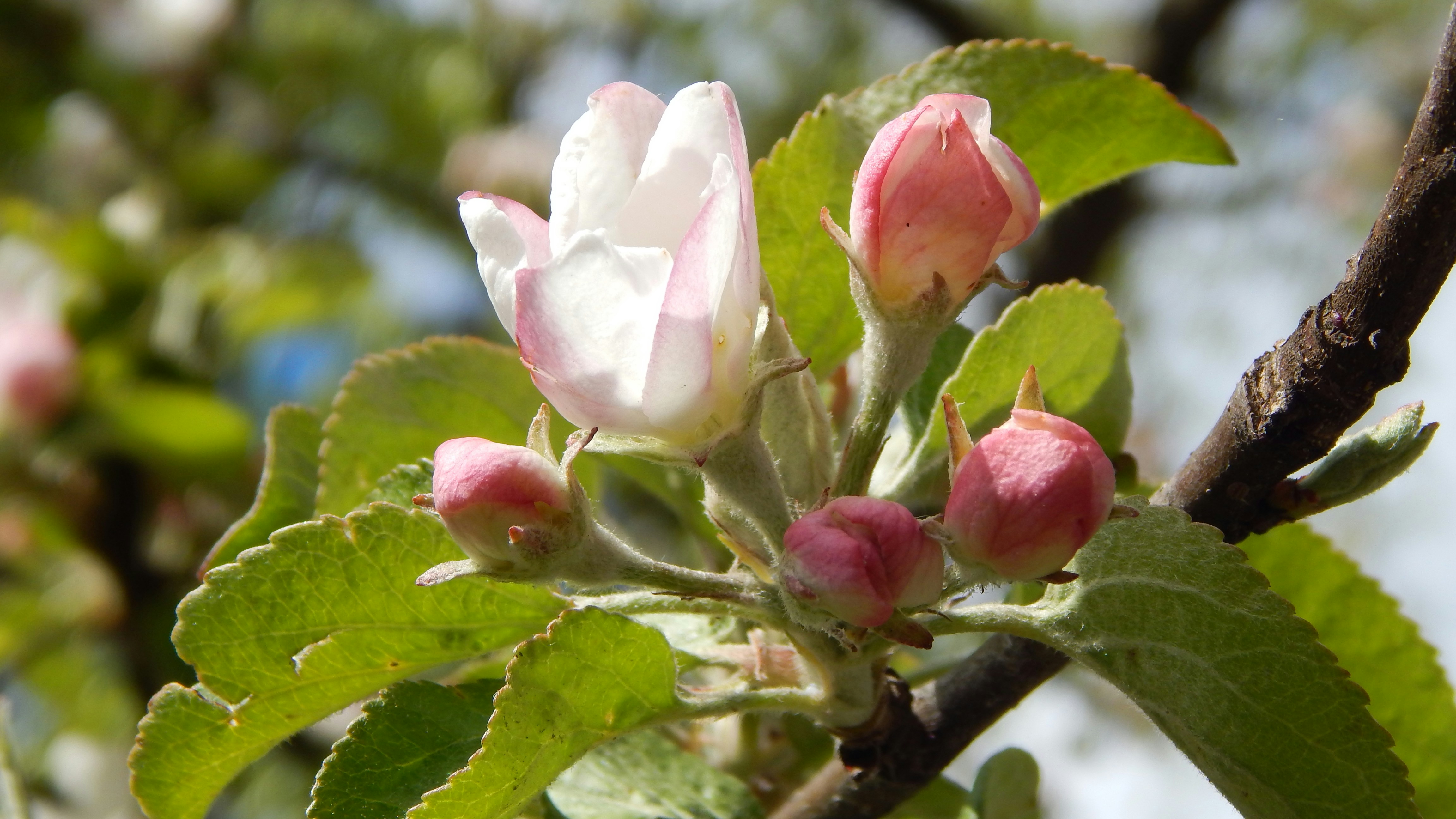 Delicate pink apple blossoms opening on a branch.