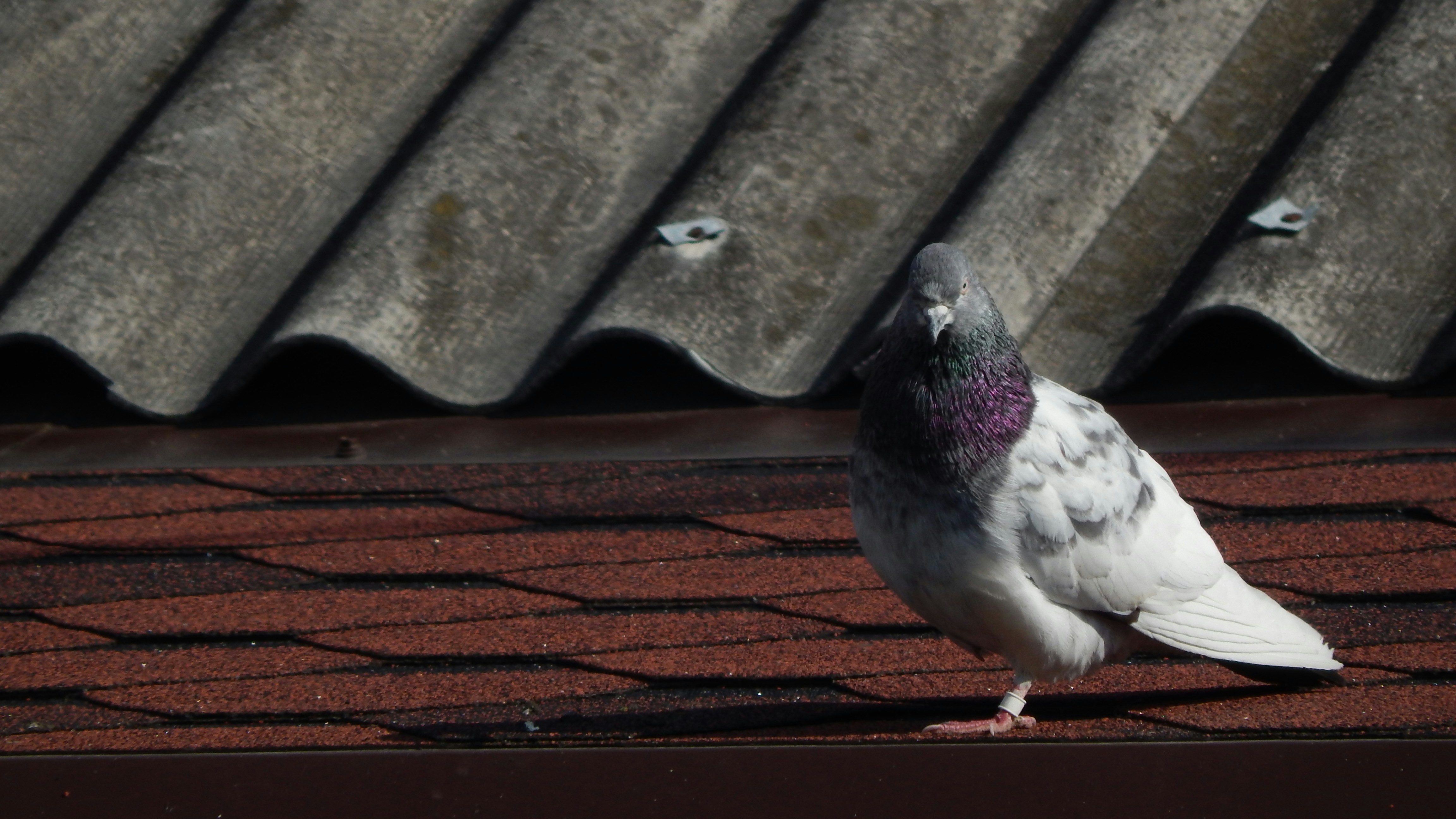 Pigeon on a Shingled Roof Under Ambient Light