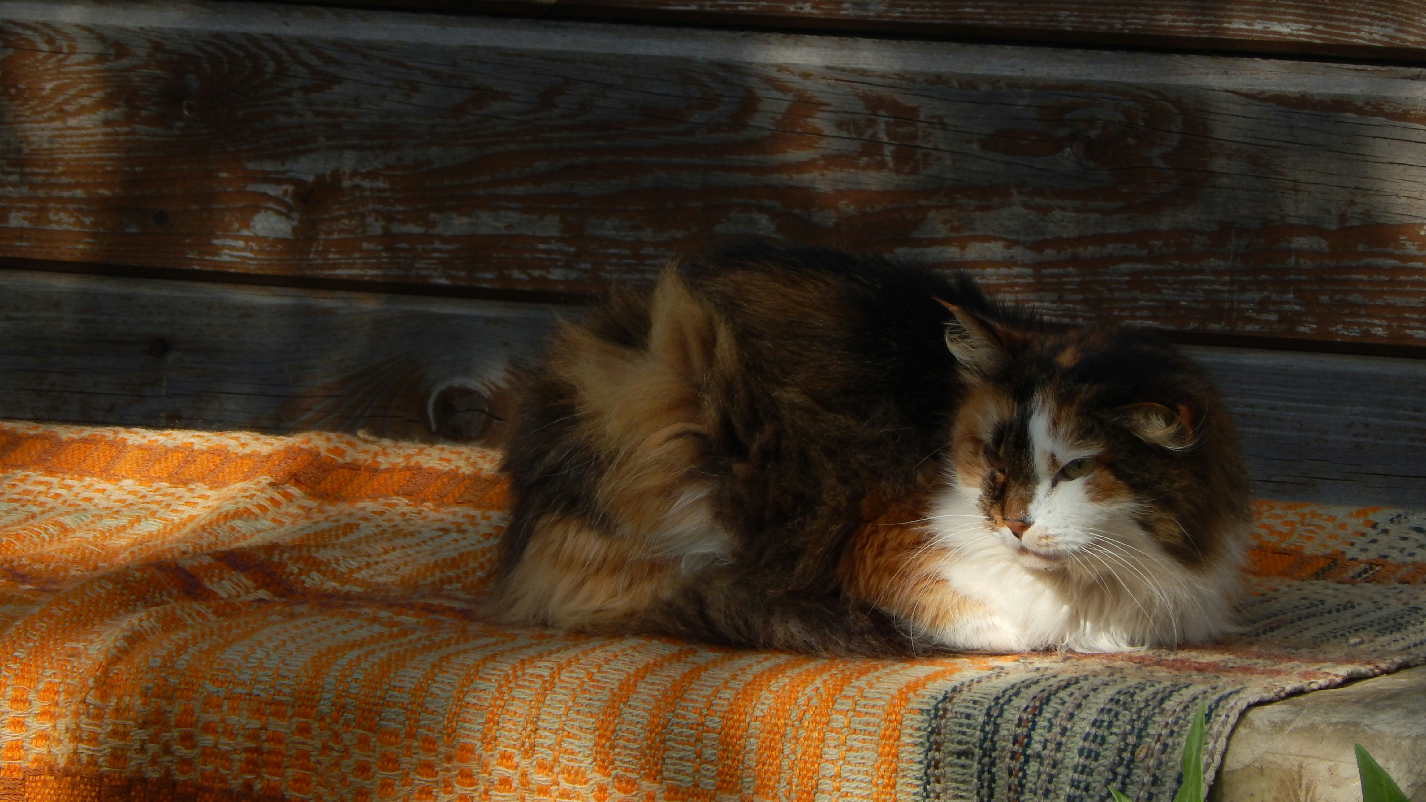 Sunlit Calico Rest on a Rustic Porch