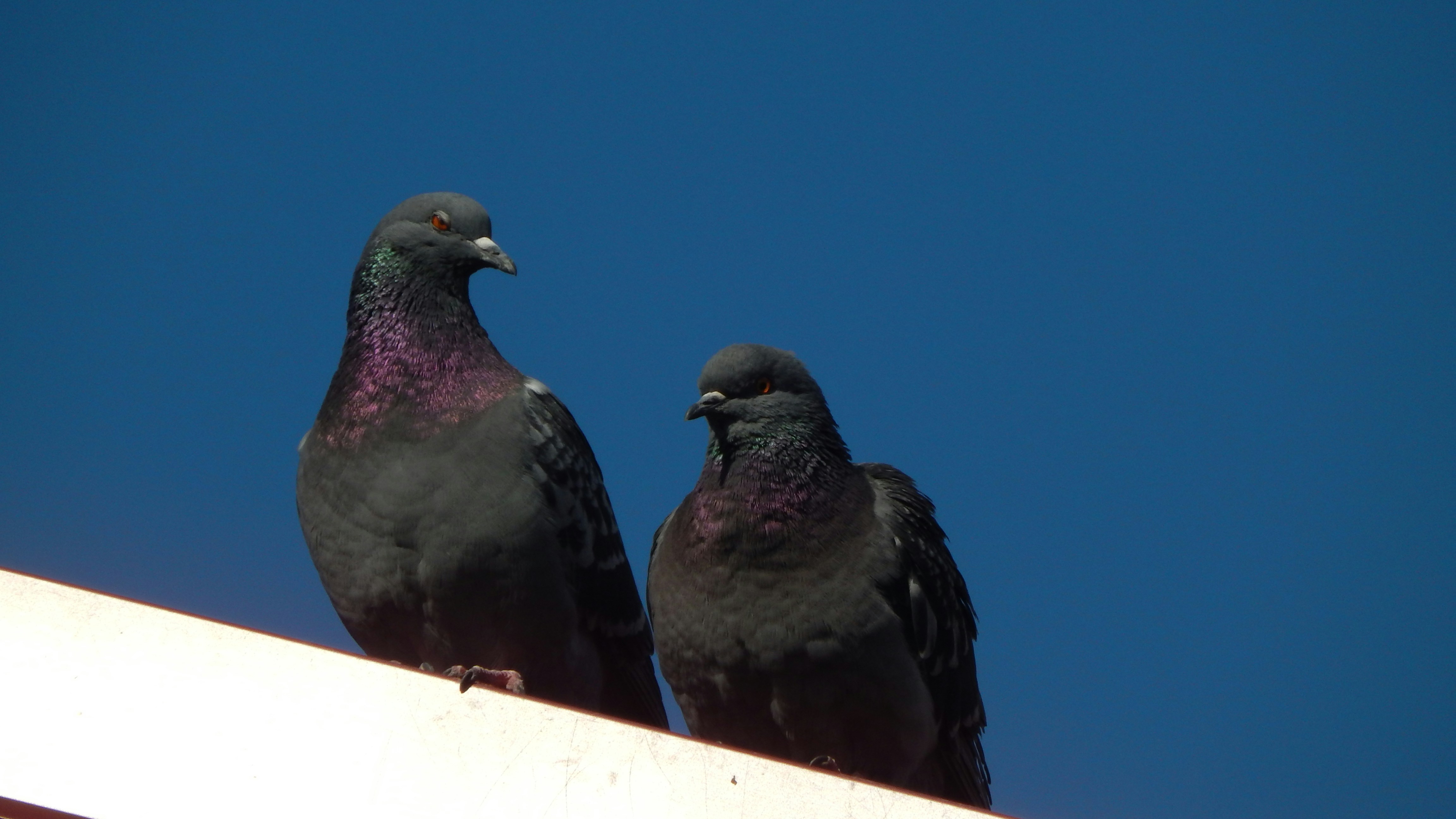 Two Evening Pigeons Perched on a Rail Under a Blue Sky