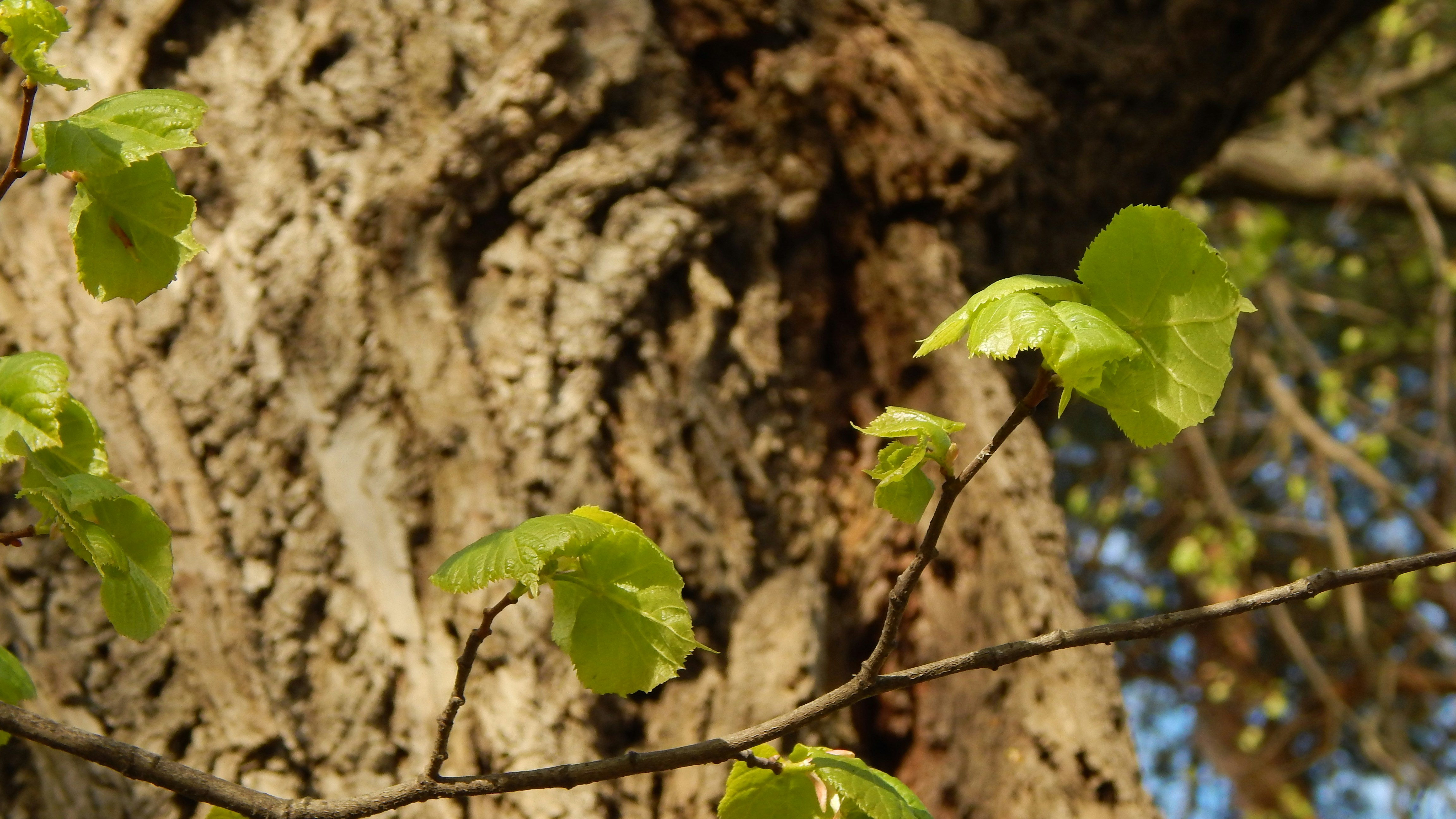 Bark Texture and Fresh Leaves: A Quiet Tree Trunk Still Life