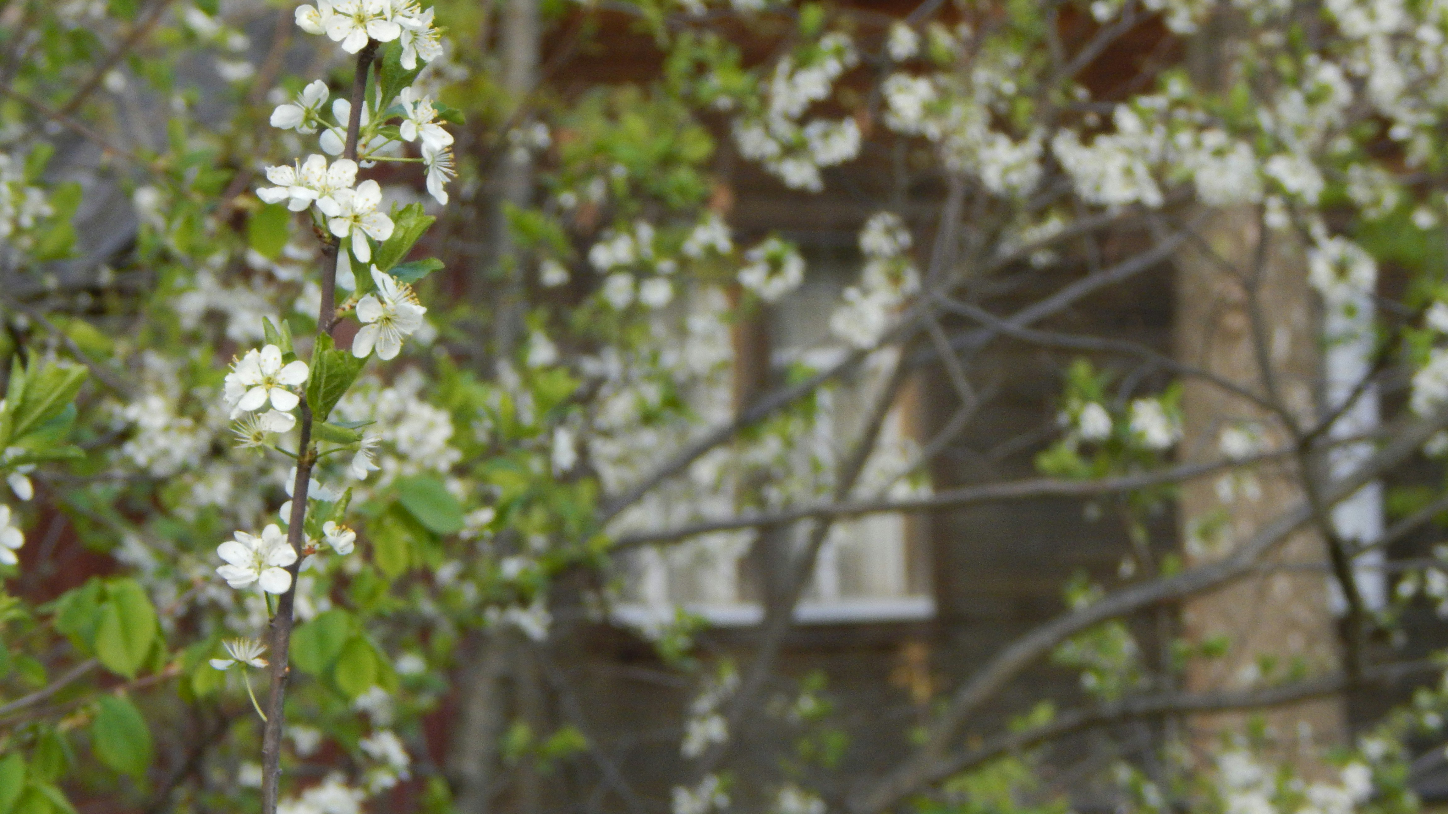 Blooming Branches Framing a Quiet Courtyard
