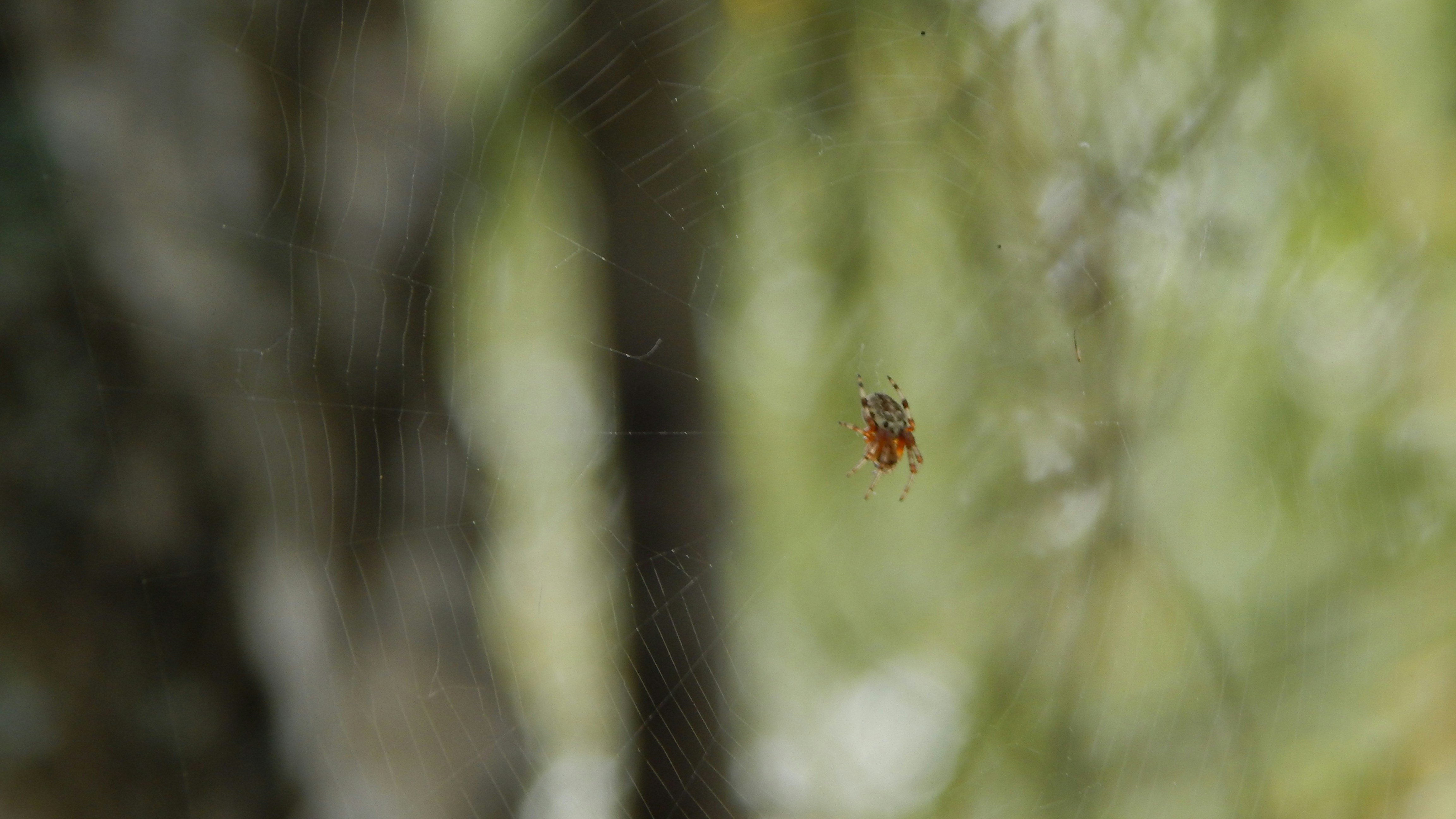 Spider in a Silk Web Between Shadows