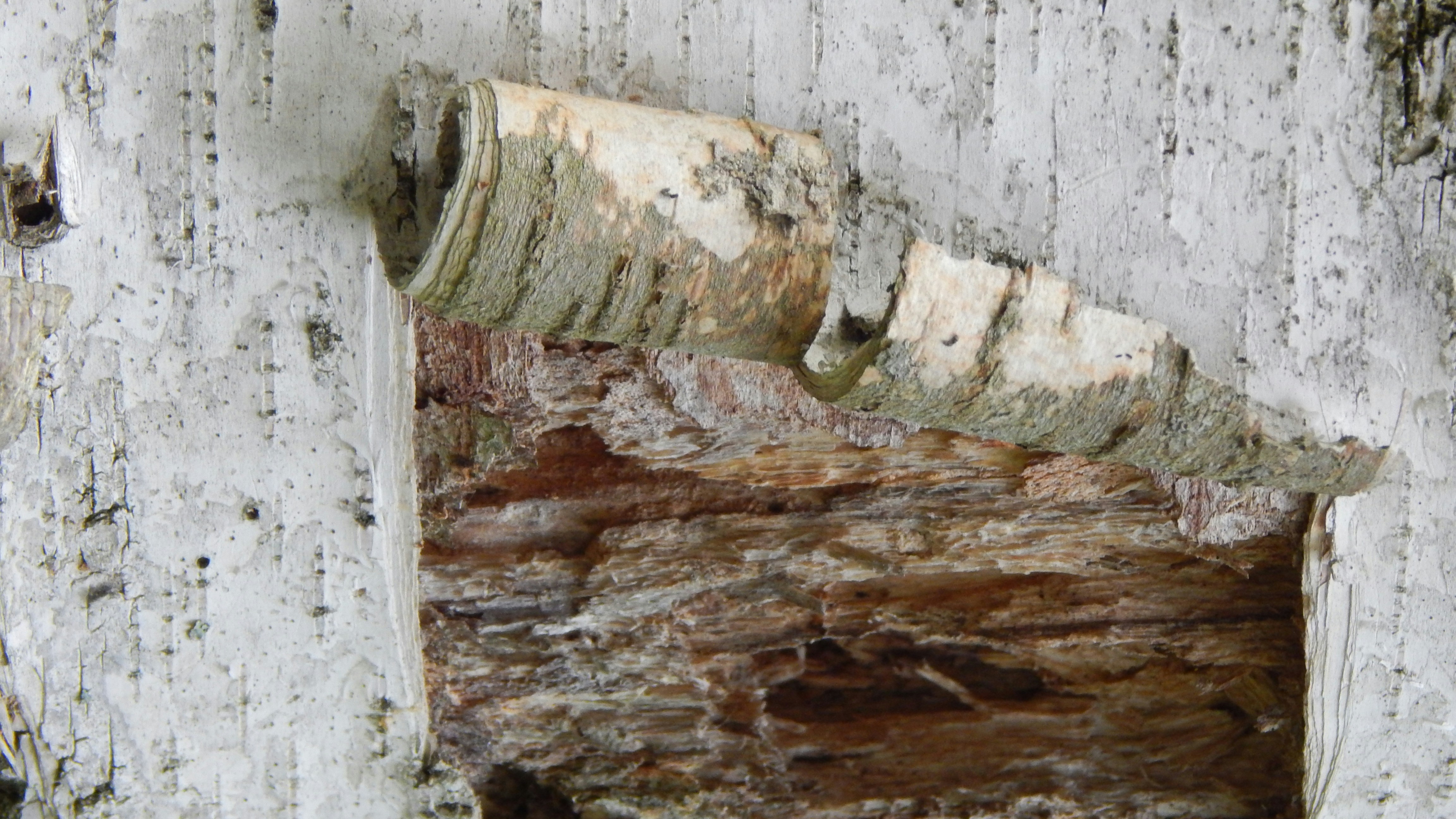 Rotting Log In Weathered Wood Channel