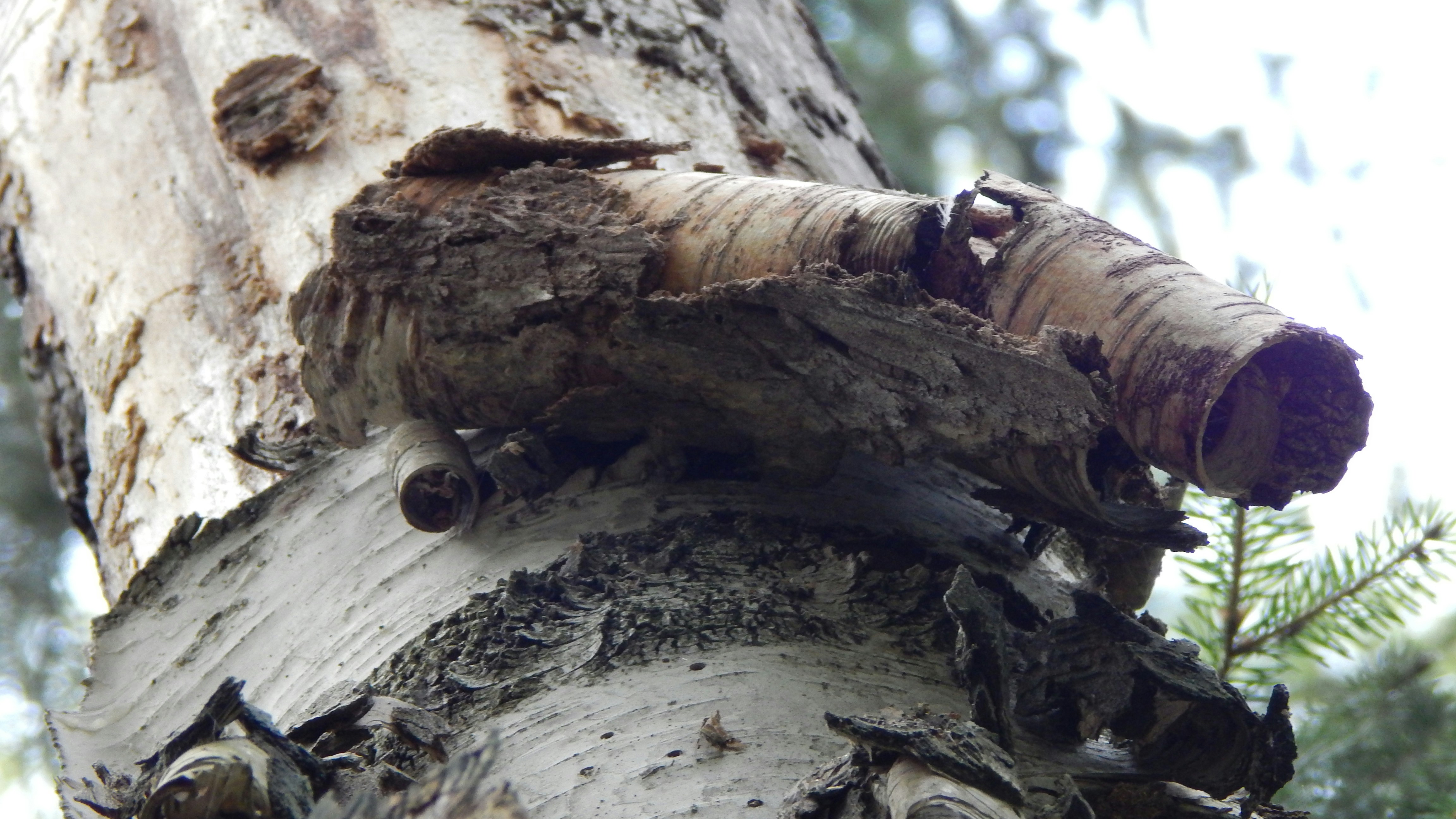 Weathered Birch Stump with Pine Needle Detail