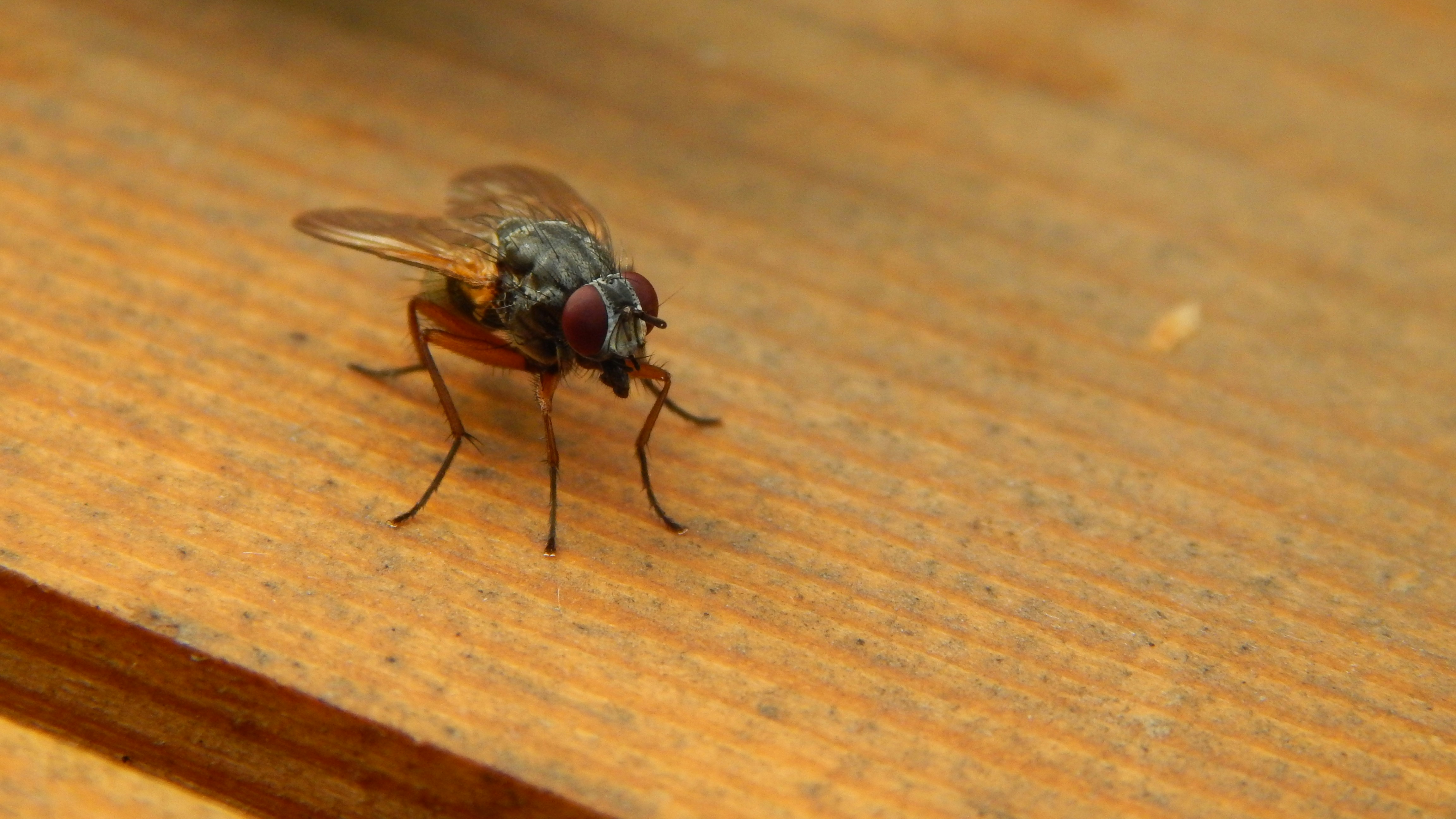 Close-Up of a Ground-Level Fly Captured on Wooden Surface