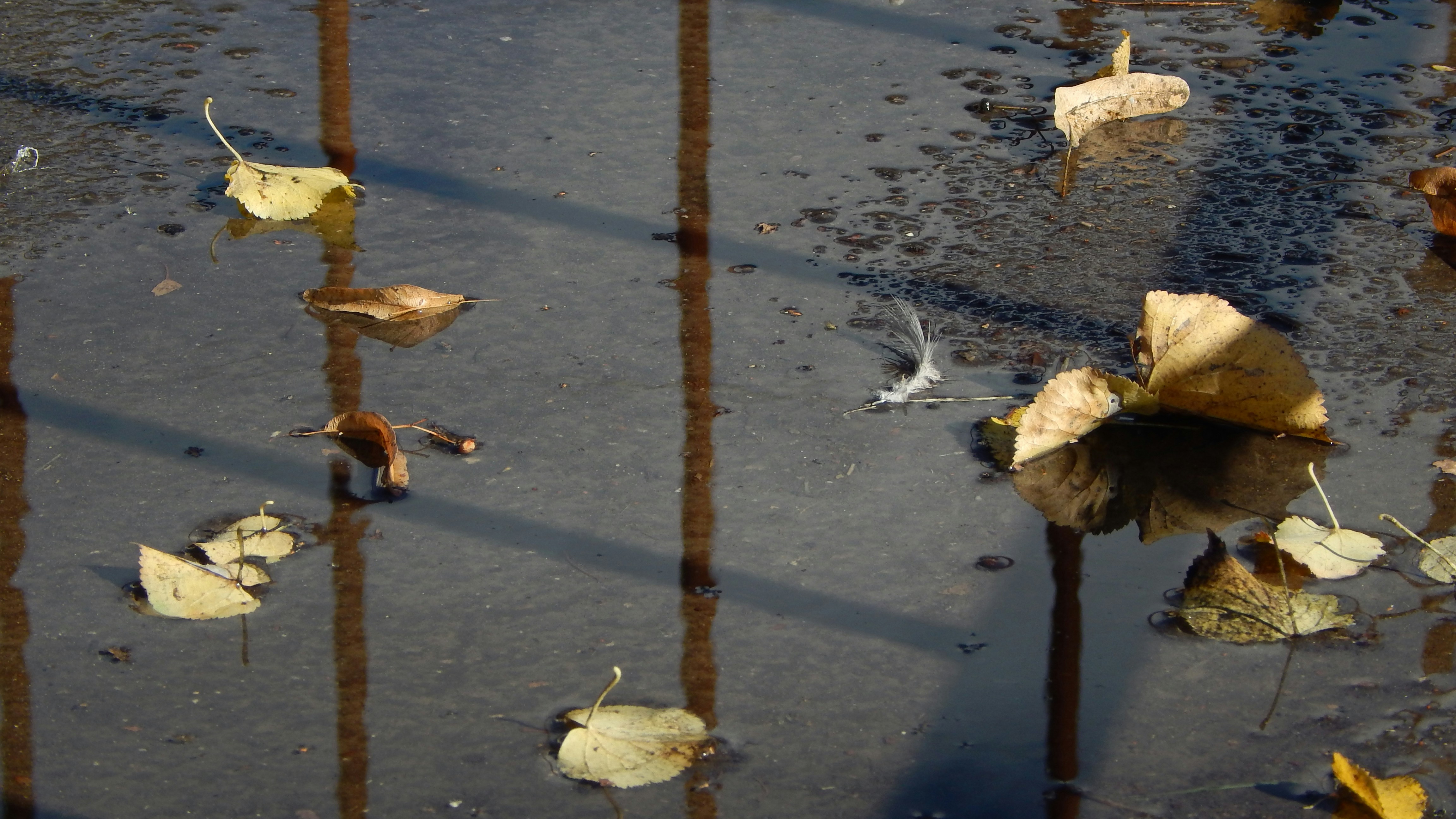 Leafy Ripples: Reflections Over a Winter-Pooled Fence