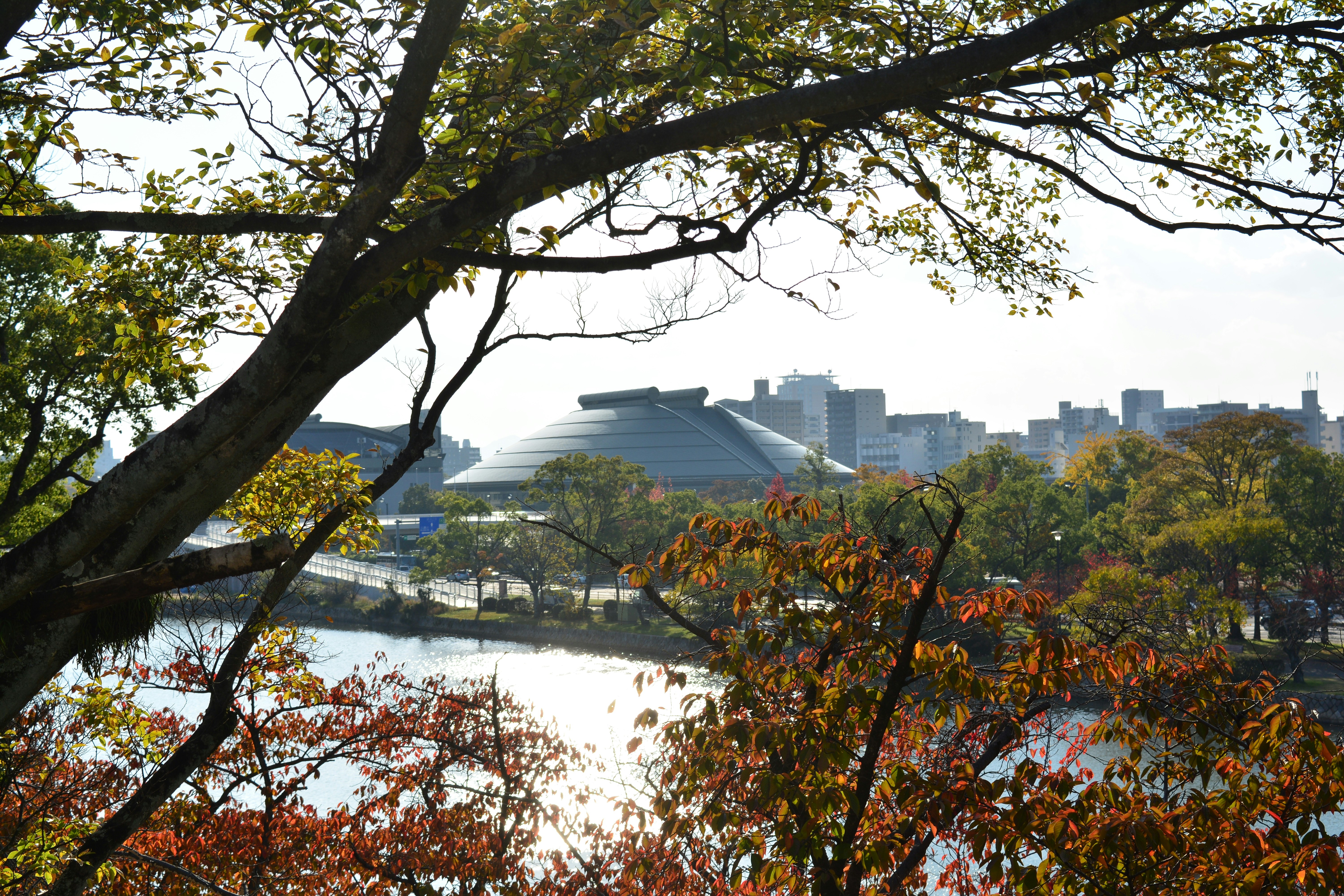 Sunlit skyline framed by autumn branches over a tranquil river
