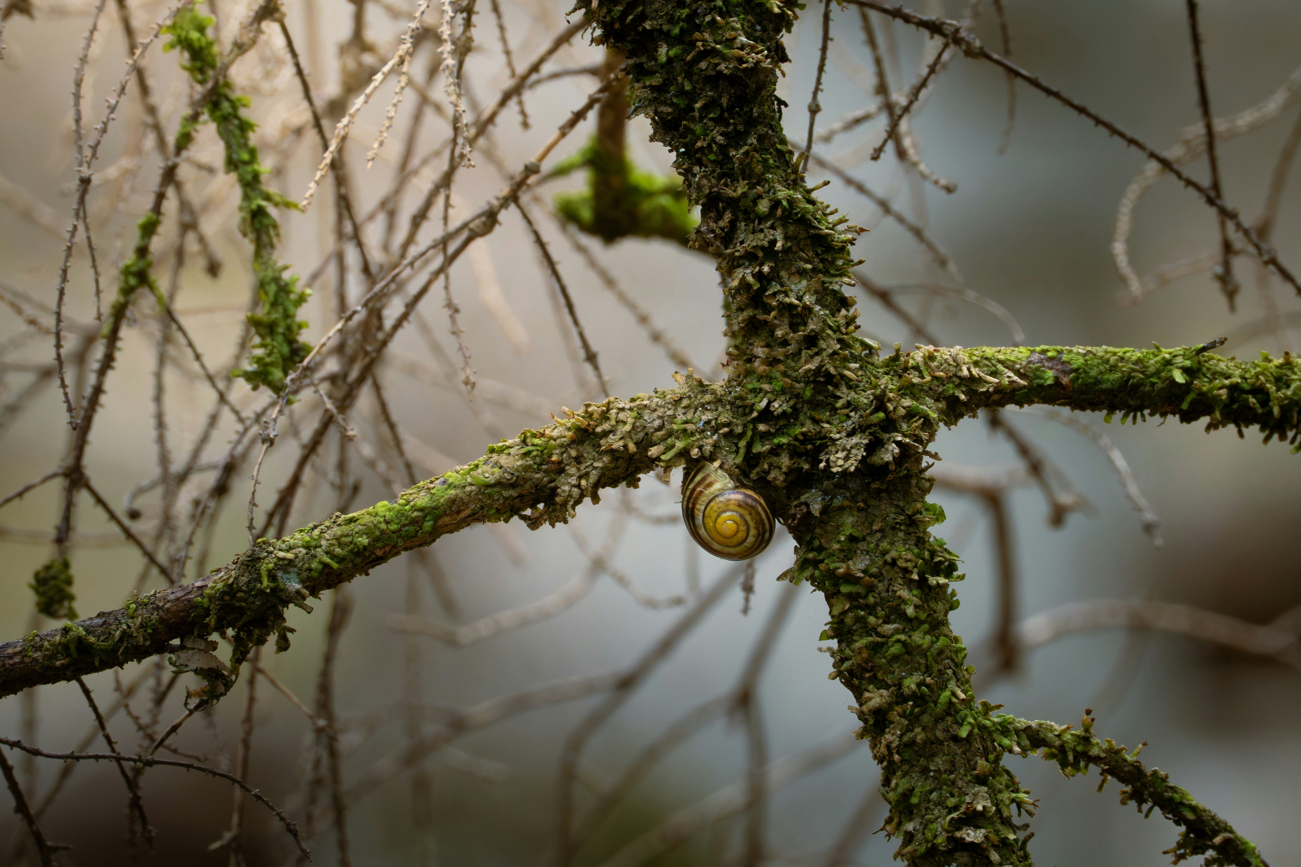 The Quiet Helix: A Snail Clings to Moss-Covered Branches