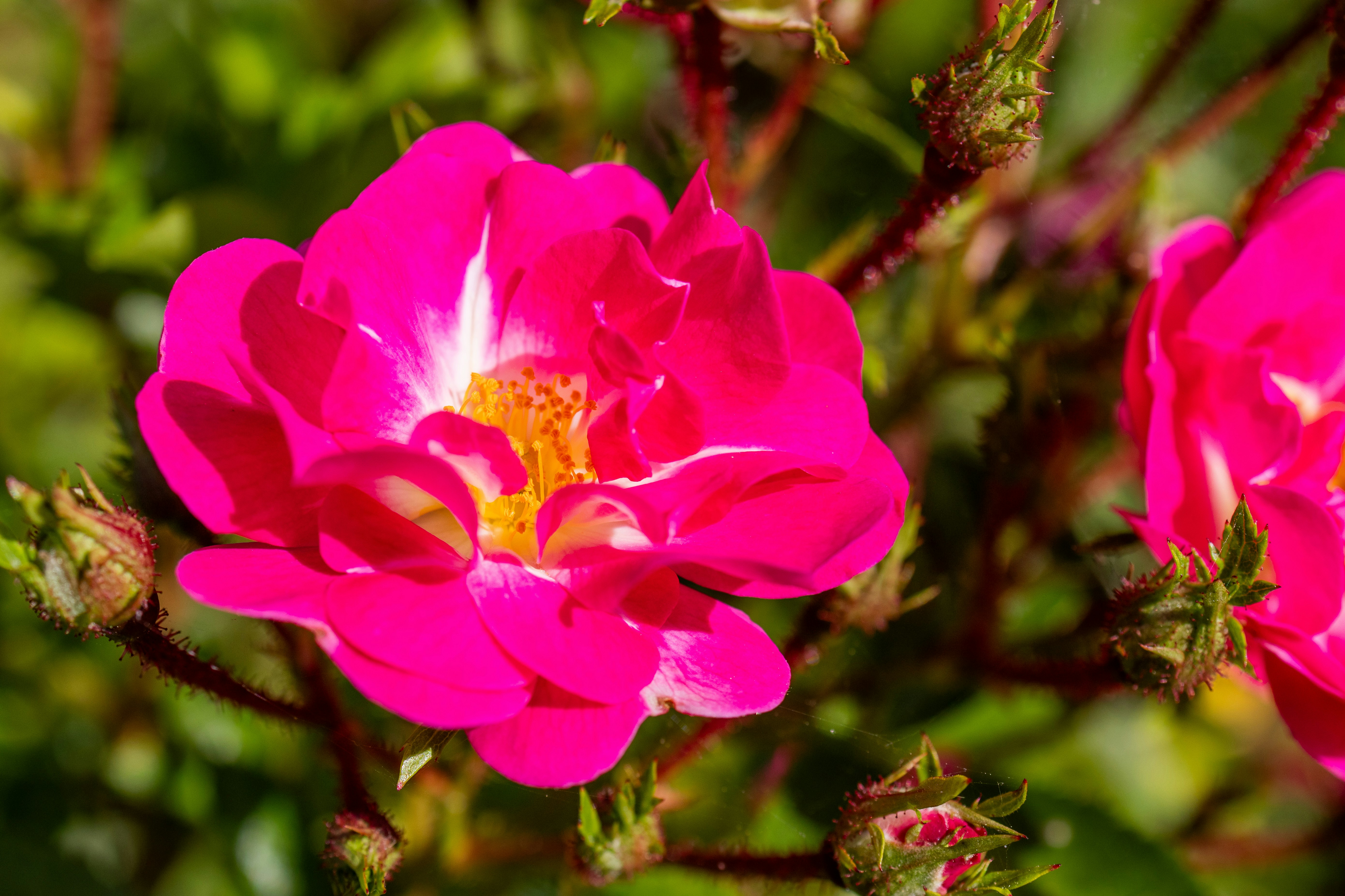 Crimson Bloom: Center Stage Rose in Sunlit Garden