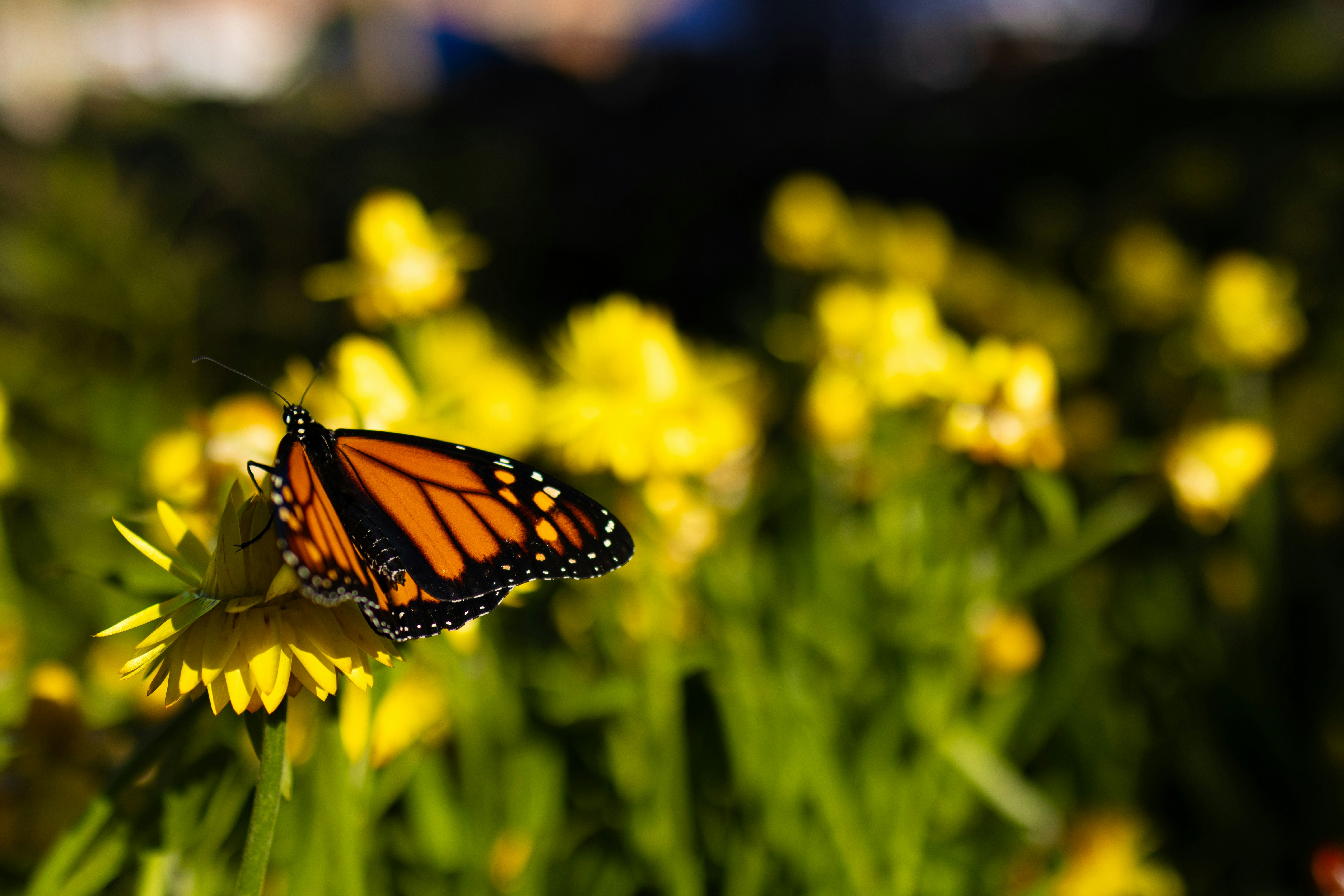  monarch on a sunlit yellow bloom: a moment of quiet color
