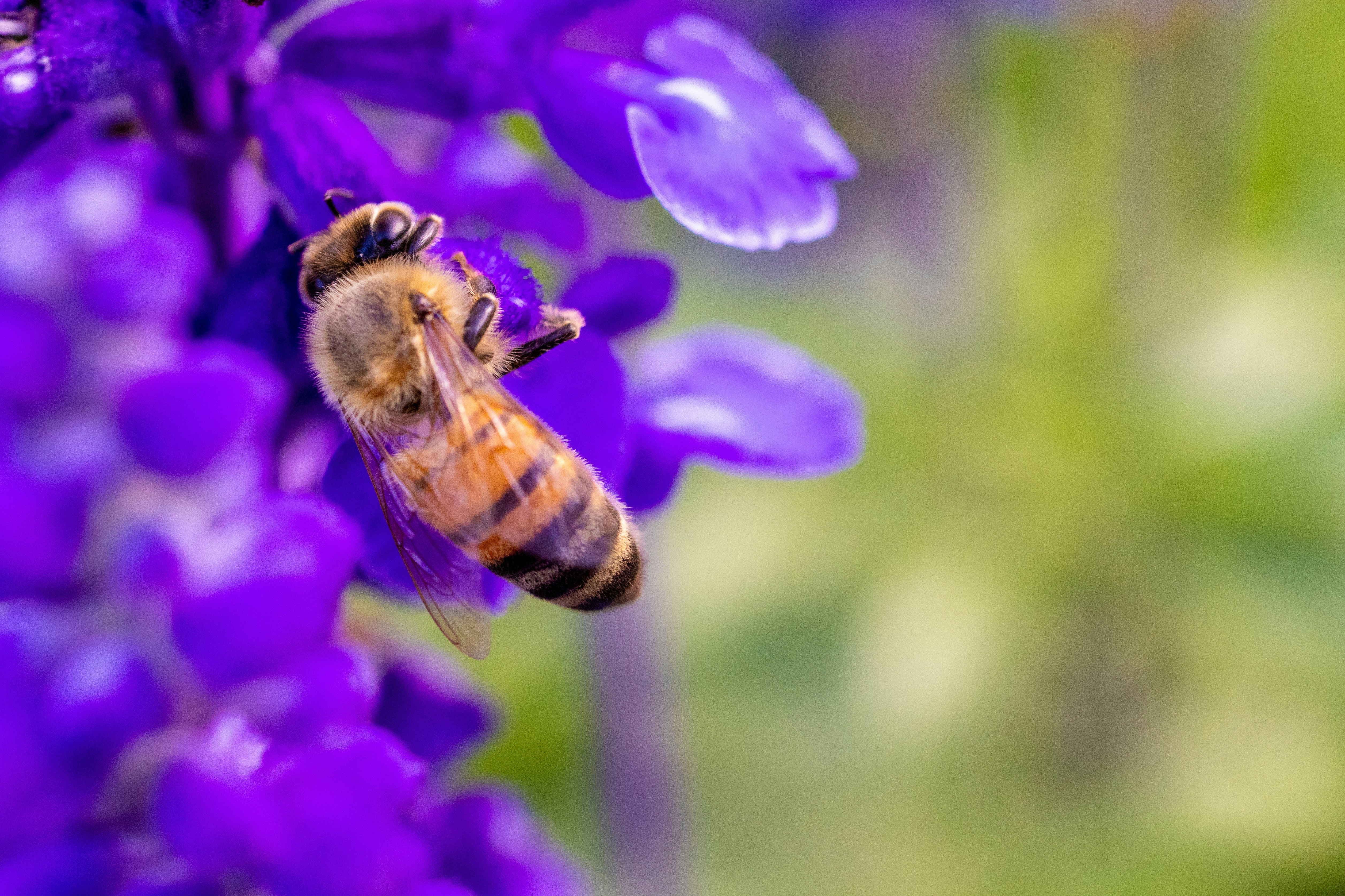Buzz in Bloom: A Honeybee Clings to Violet Petals