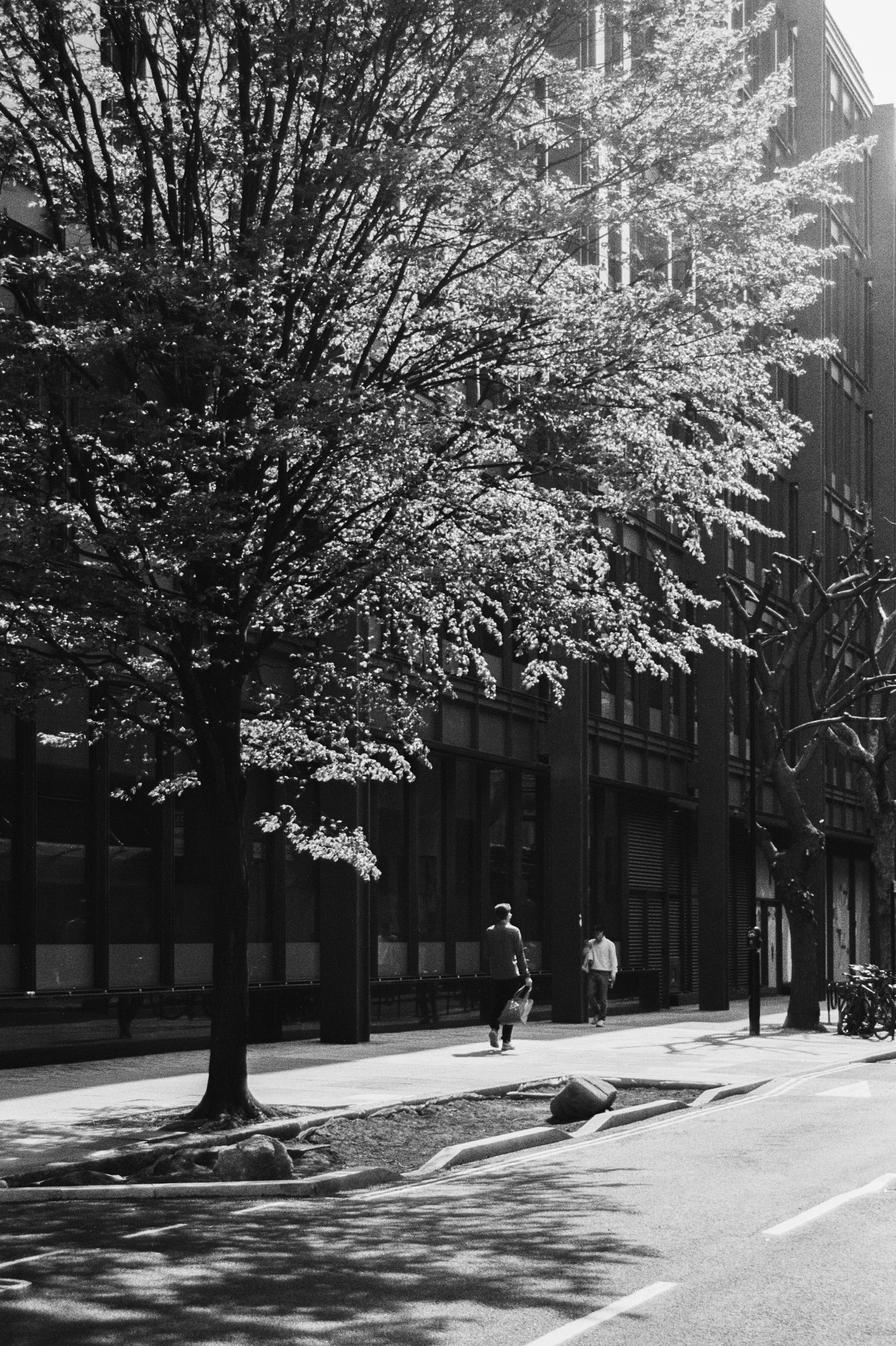 Black and white film photograph of a tree-lined city street, with dappled sunlight falling across the pavement and road.