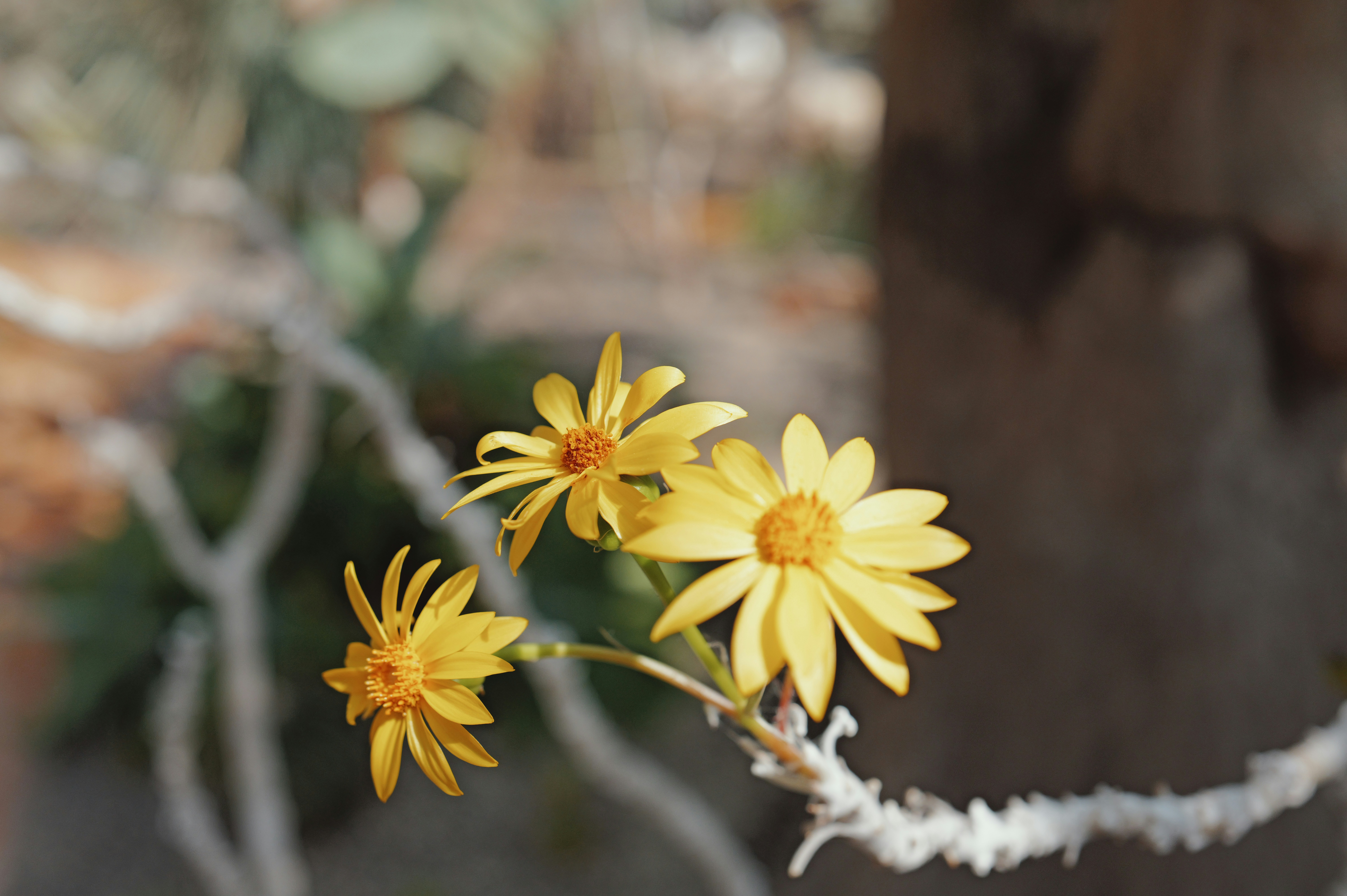 Yellow Daisy Cluster on a Thin Branch in a Sunlit Garden