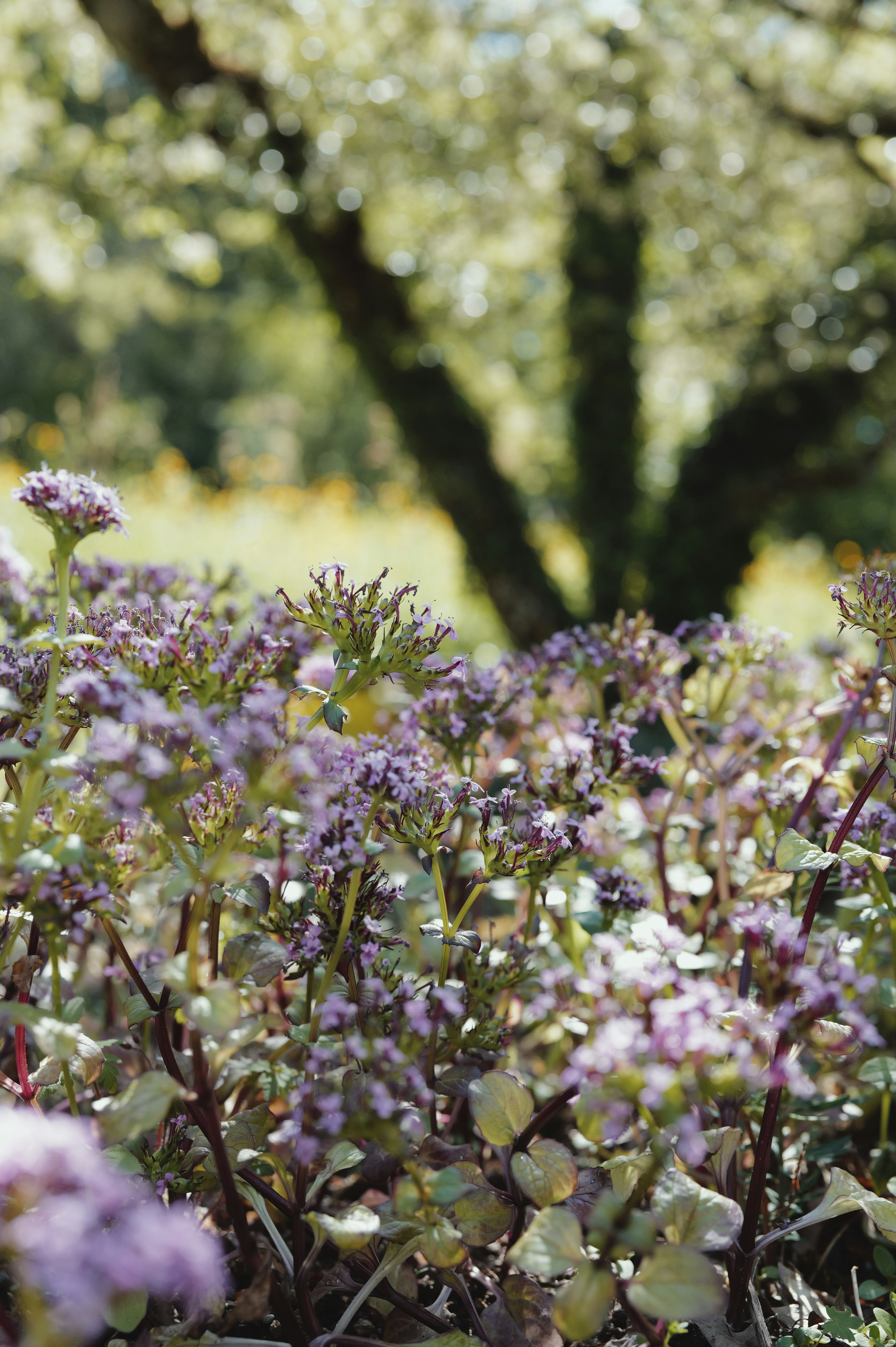 Lavender Bloom Border Under Tree Shade